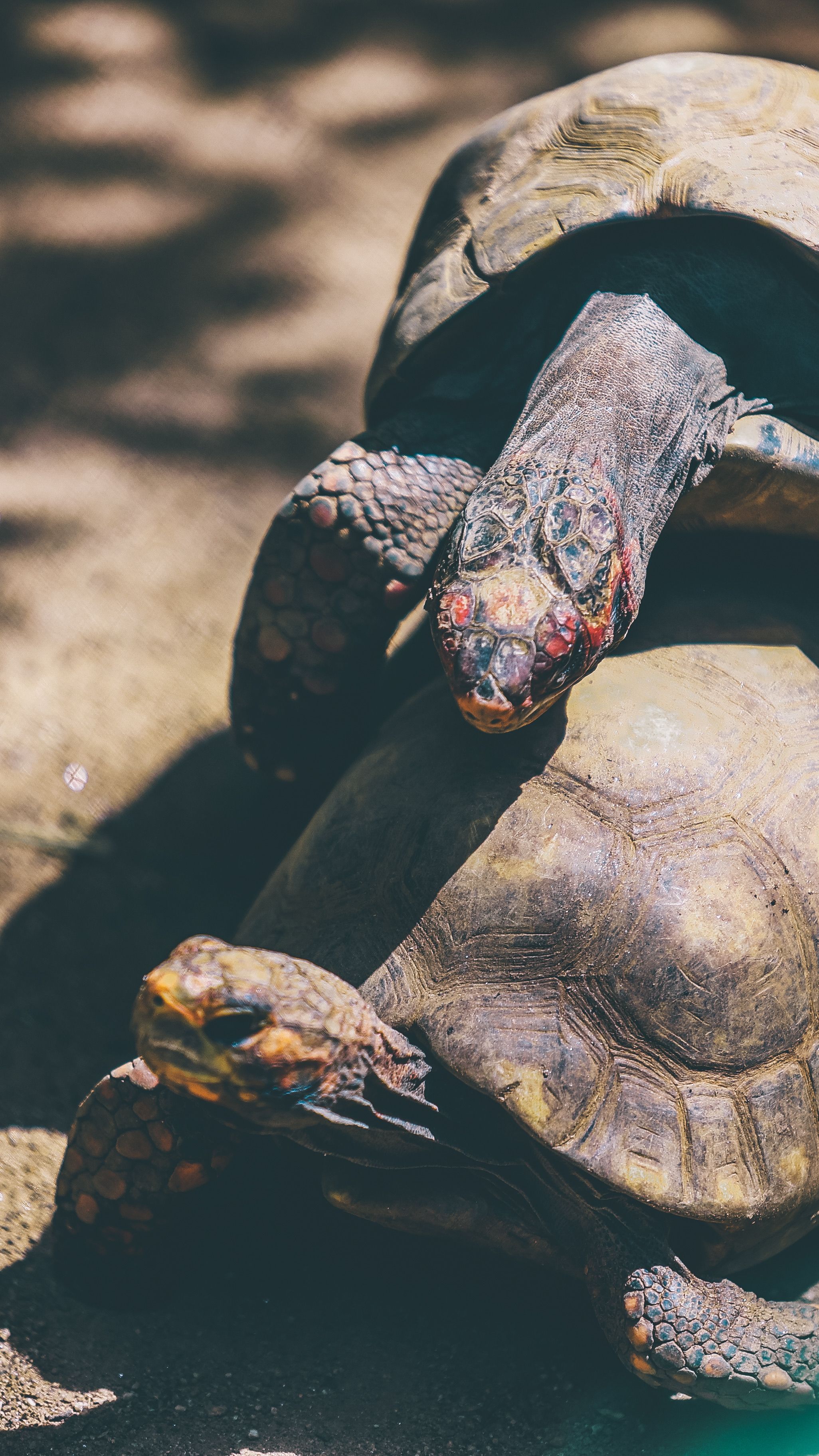 Close-up of Two Red-footed Tortoises in Sunlight · Free Stock Photo