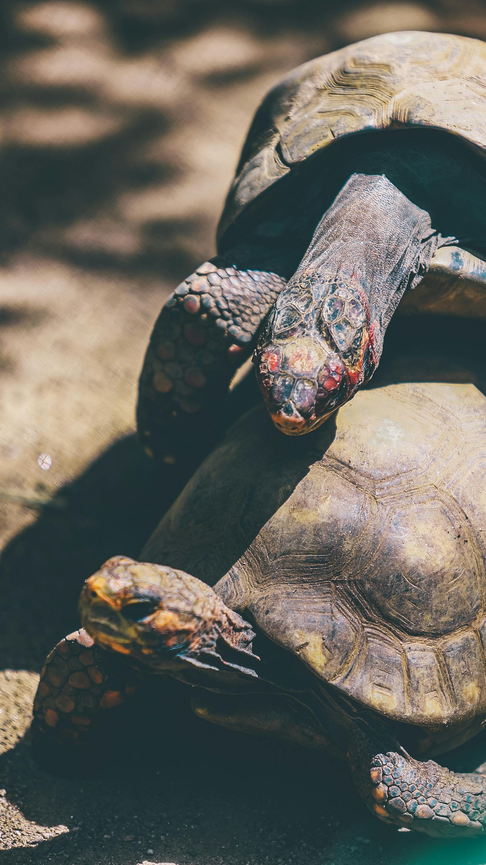 Tortoise Feet Photos, Download The BEST Free Tortoise Feet Stock Photos ...