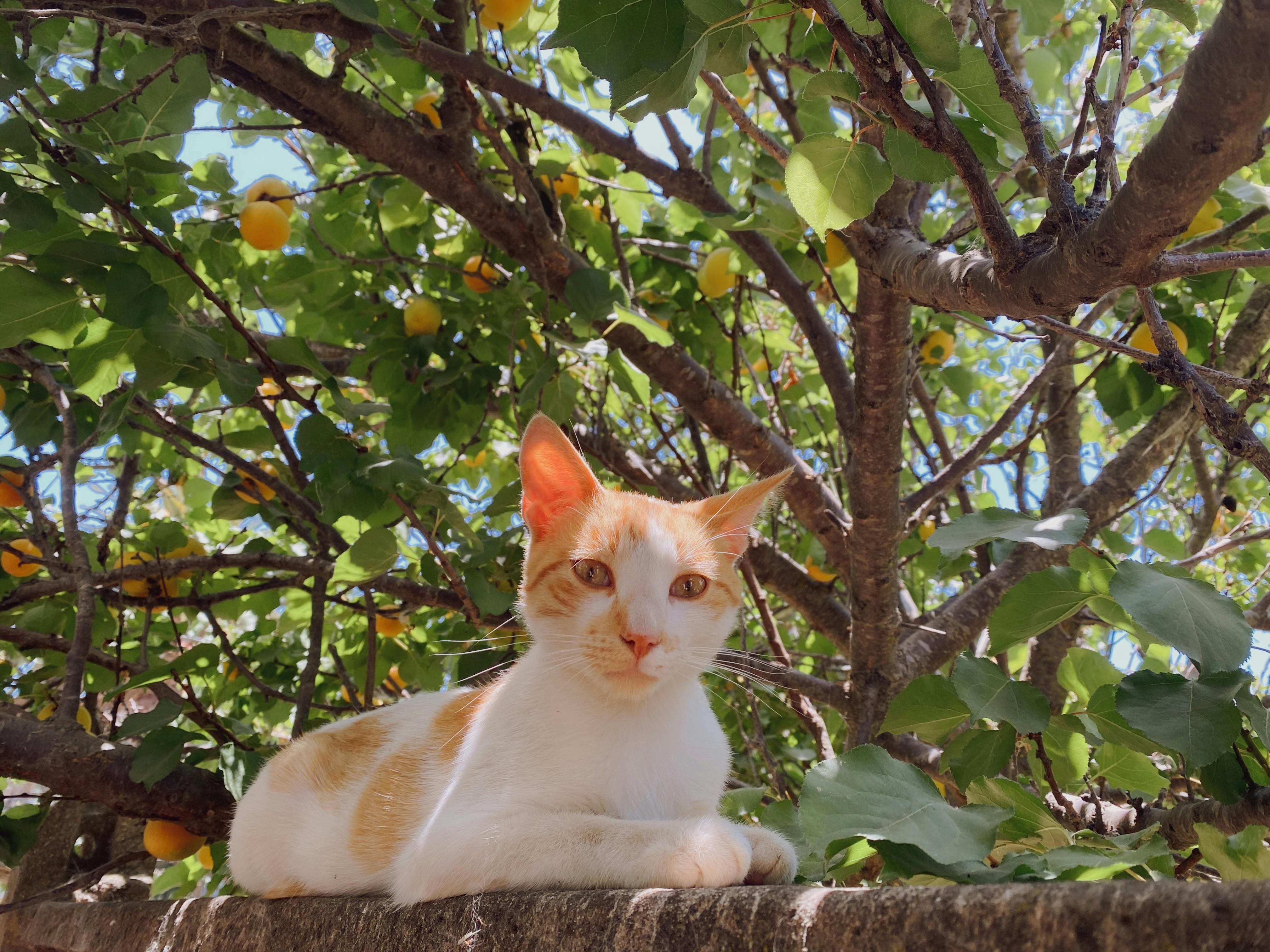 Cat Canopies Photos, Download The BEST Free Cat Canopies Stock Photos ...