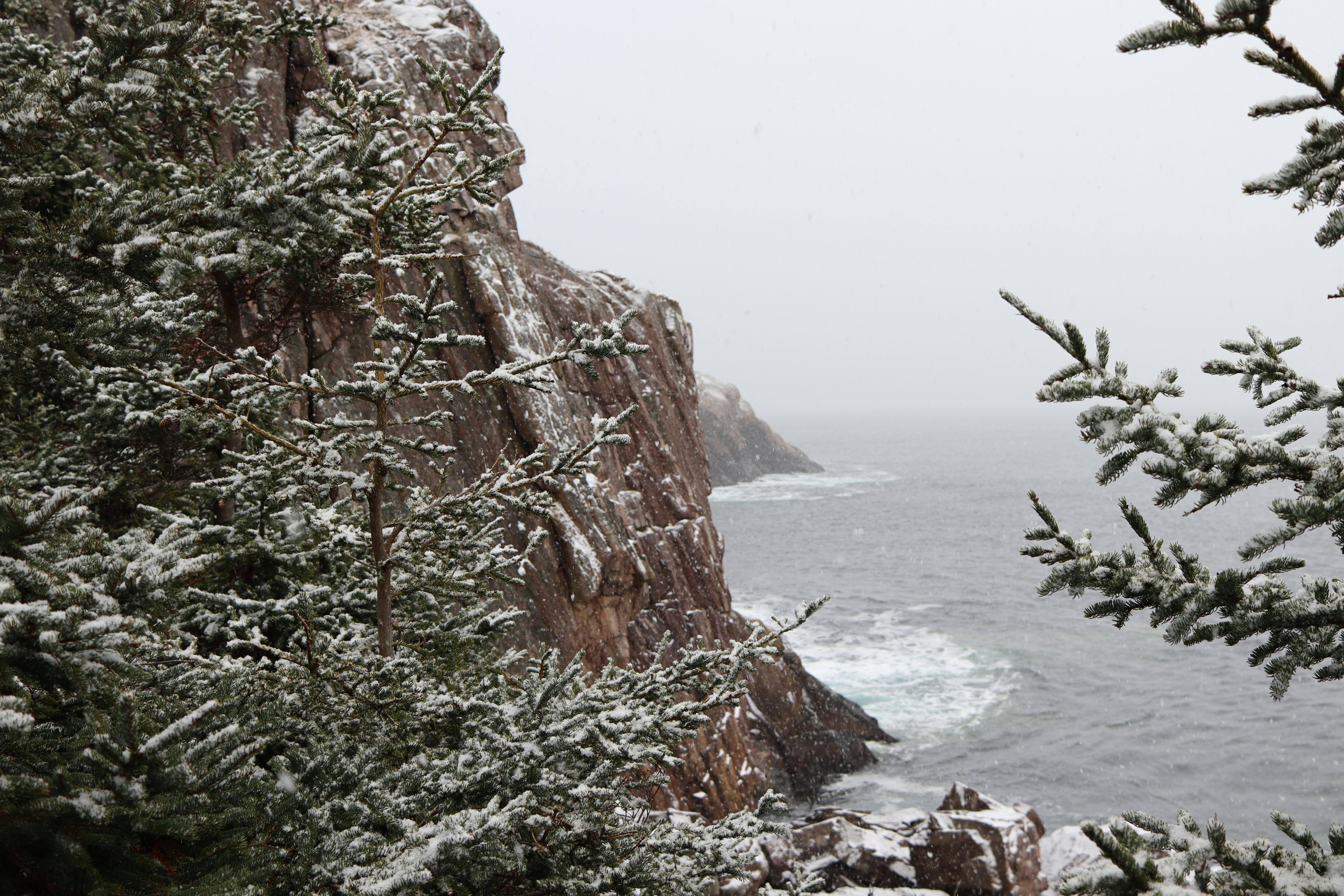 Snowy Coastal Cliffside with Pine Trees in Winter · Free Stock Photo