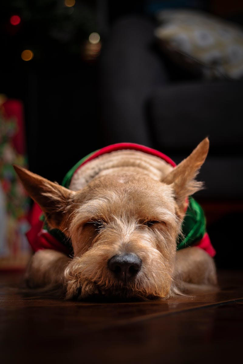 Cute Christmas Dogs Photos, Download The BEST Free Cute Christmas Dogs ...