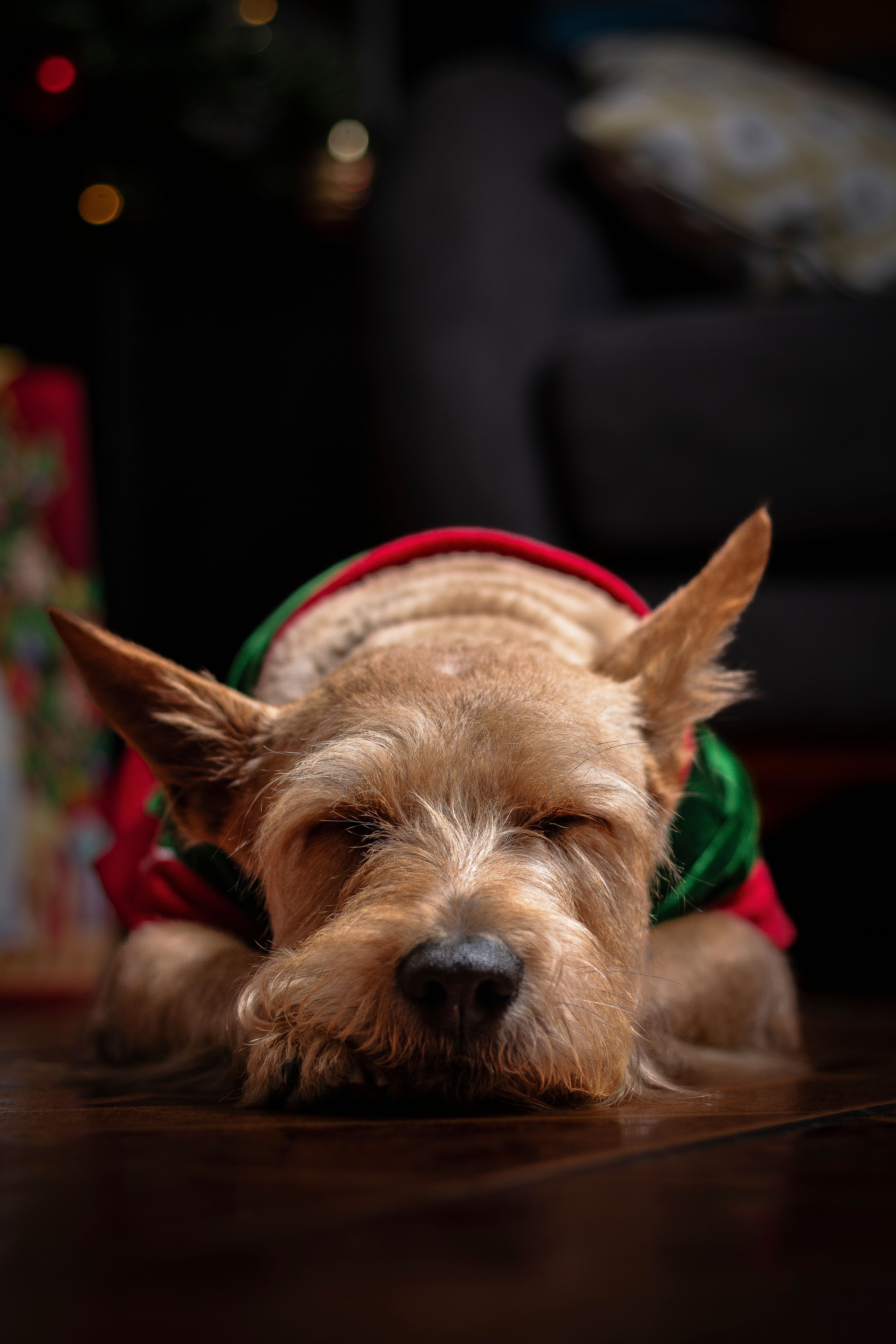 Tidur Siang Anjing Di Hari Natal Yang Meriah · Foto Stok Gratis