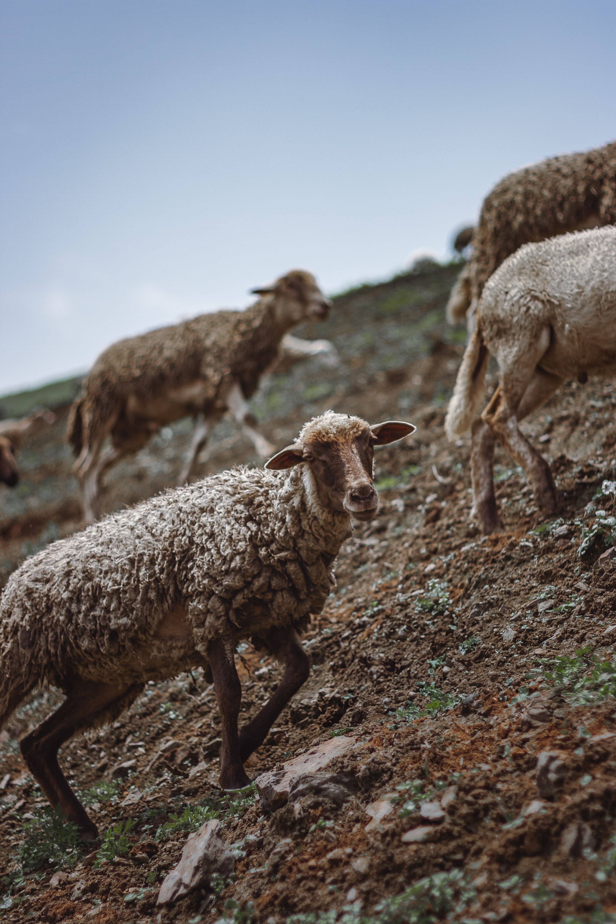 Farm Animals on a Grazing land · Free Stock Photo