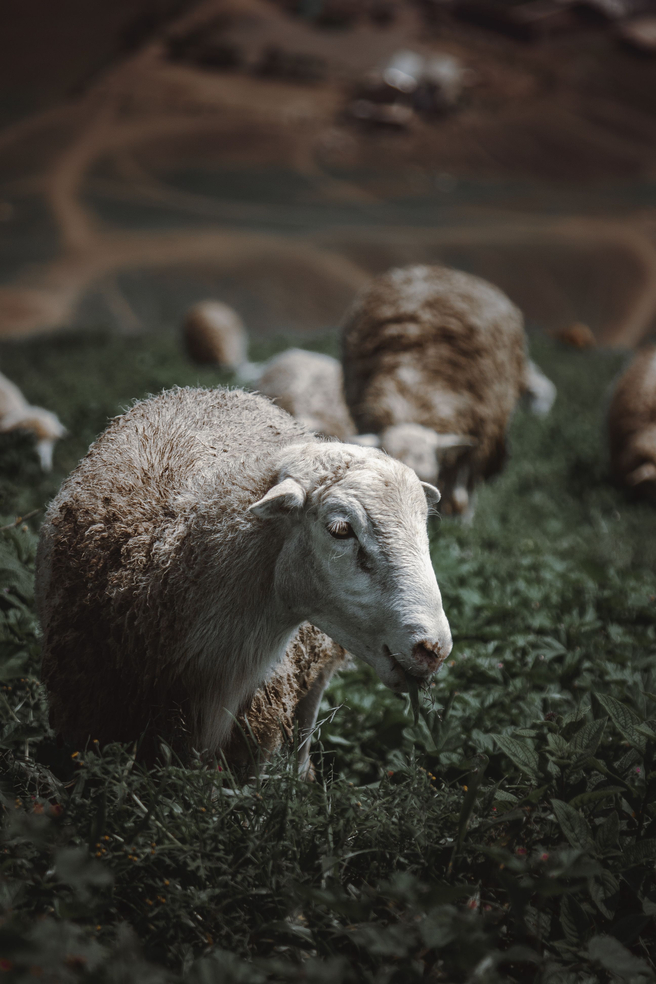 Sheep Animated Photos, Download The BEST Free Sheep Animated Stock ...