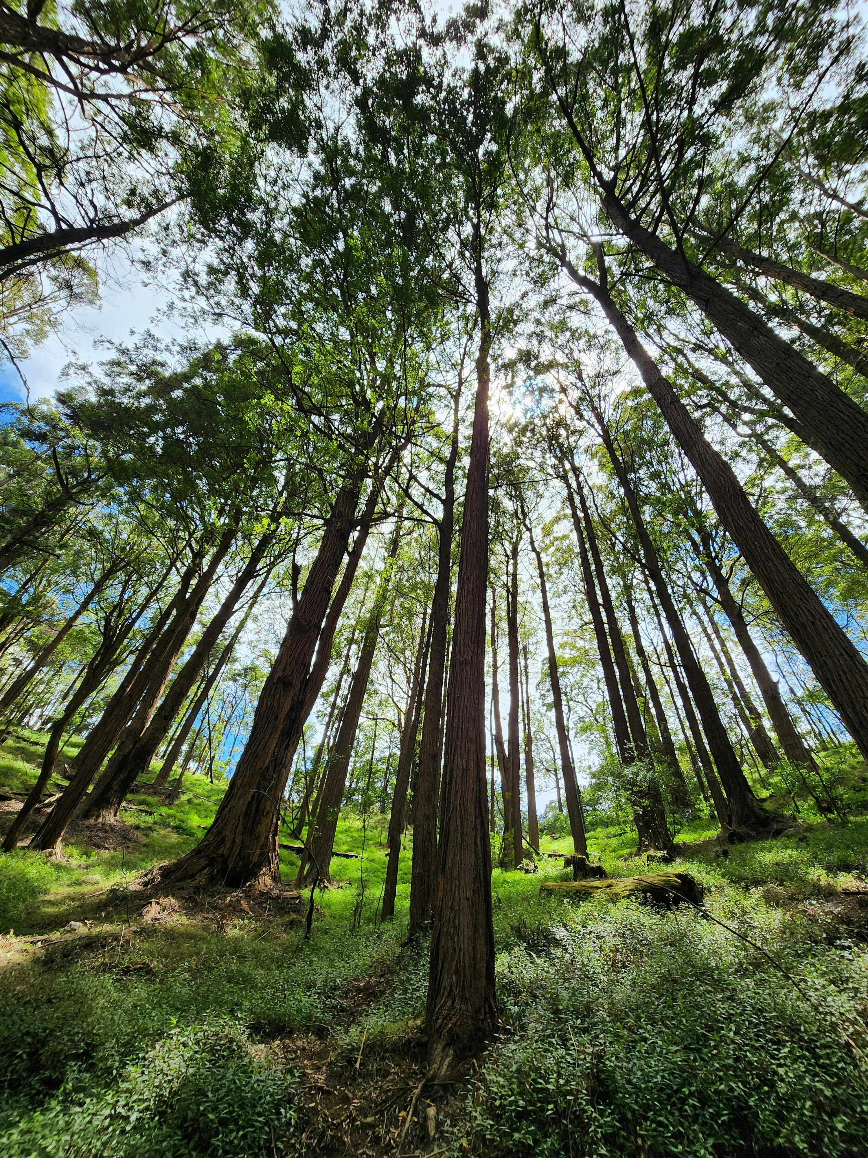 Majestic Forest Canopy with Sunlight Filtering Through Trees · Free ...