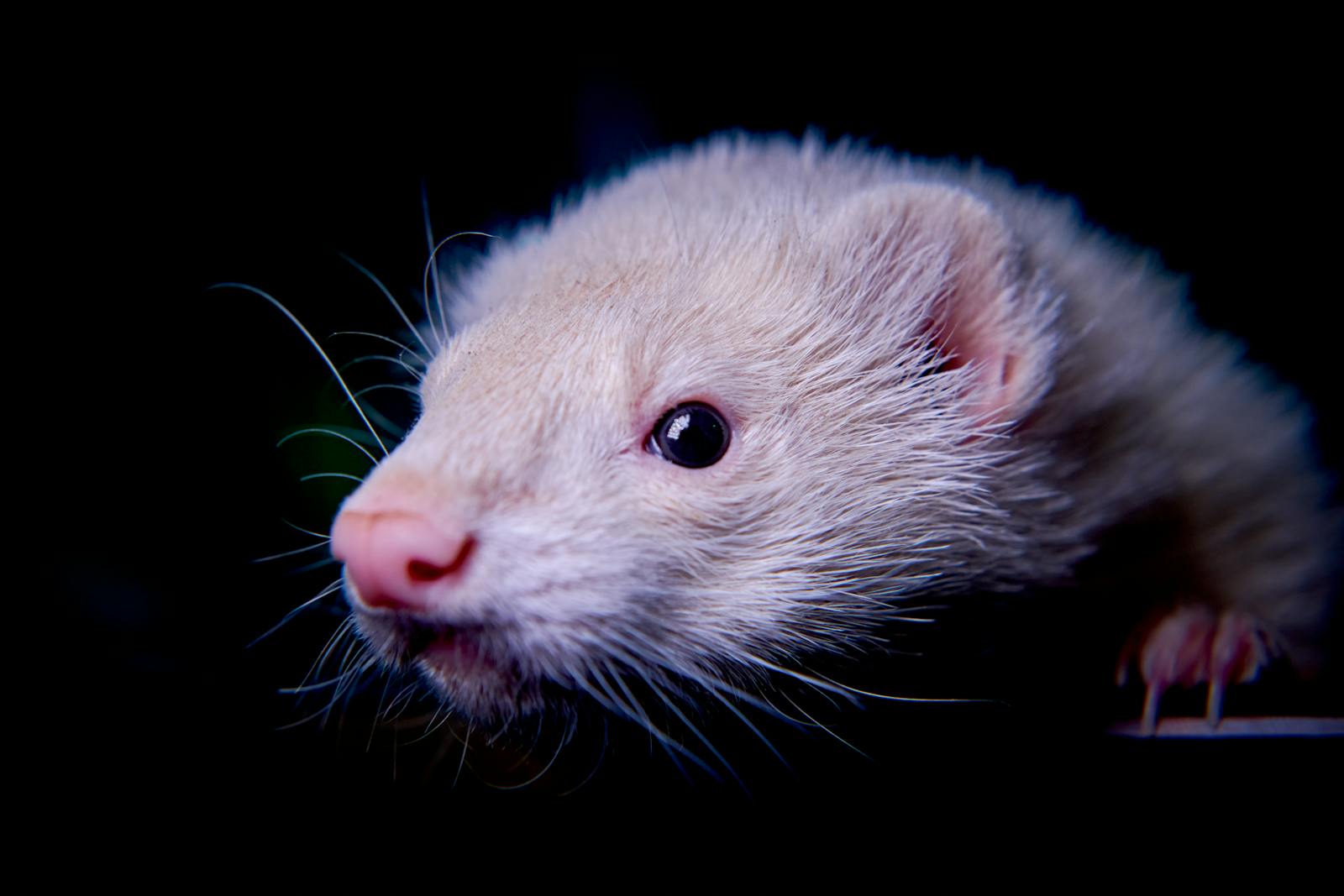 Ferret Photos, Download The BEST Free Ferret Stock Photos & HD Images