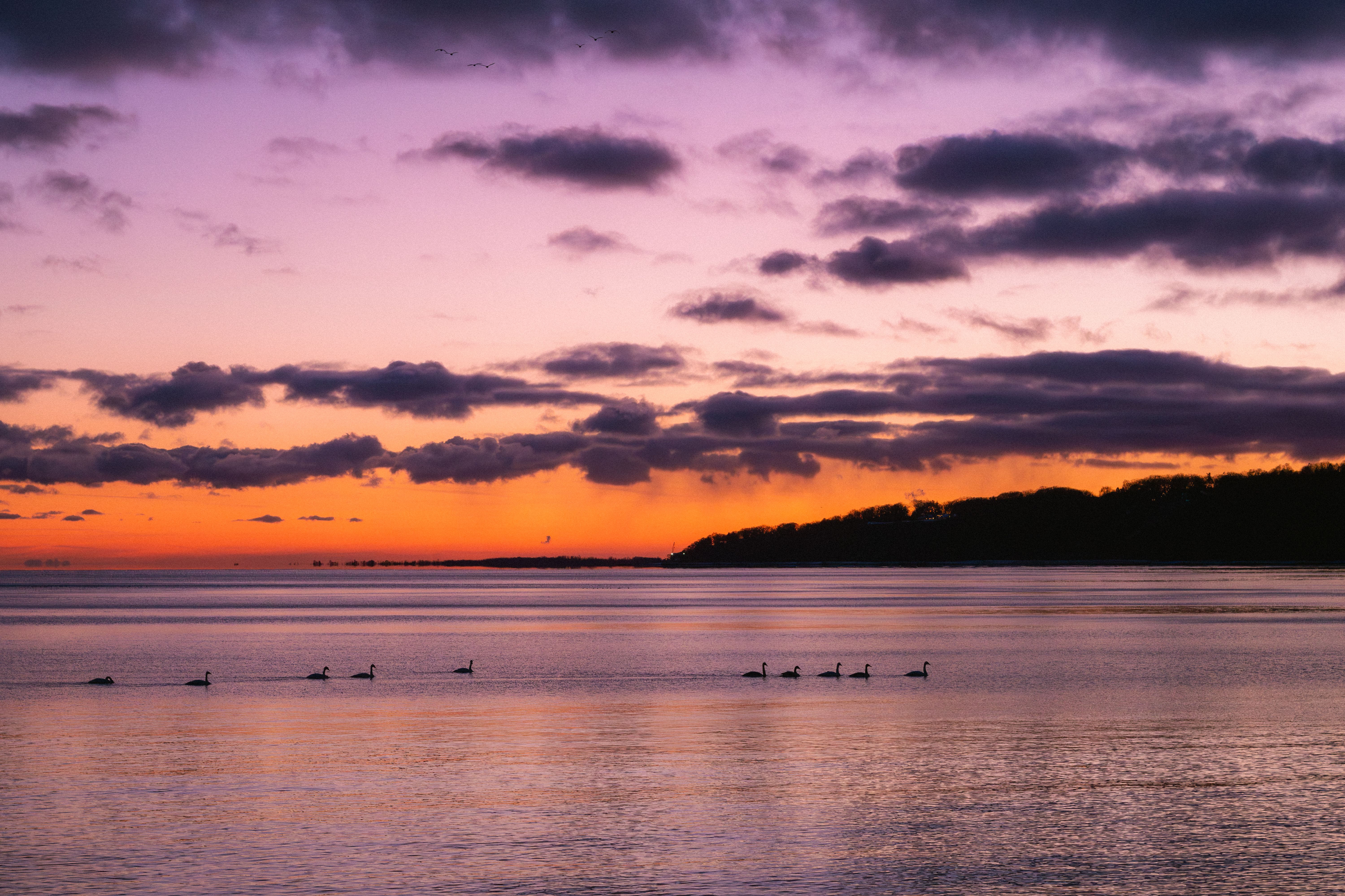 Serene Sunset Over Lake Ontario with Swans · Free Stock Photo