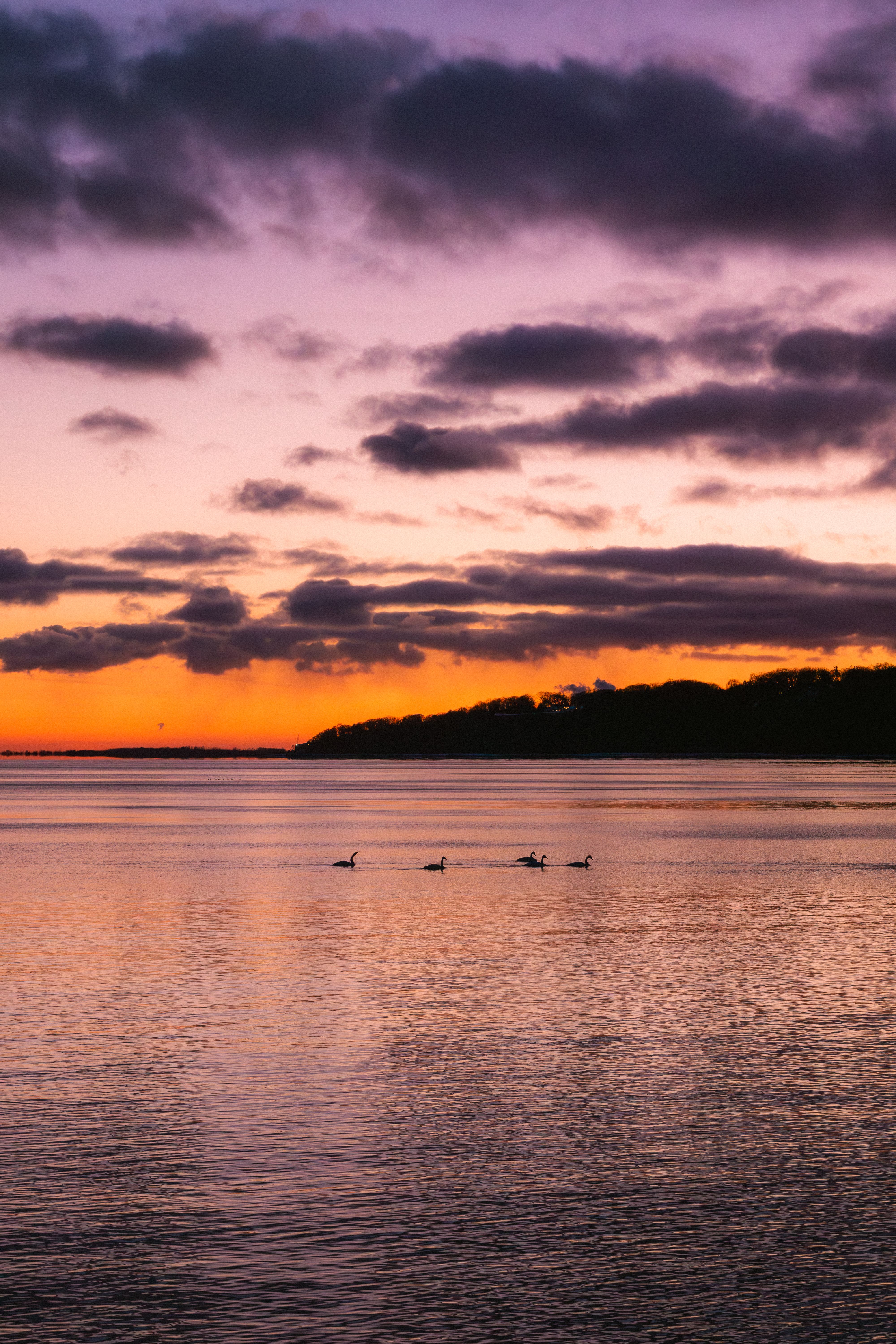 Serene Sunset over Lake Ontario with Swans · Free Stock Photo