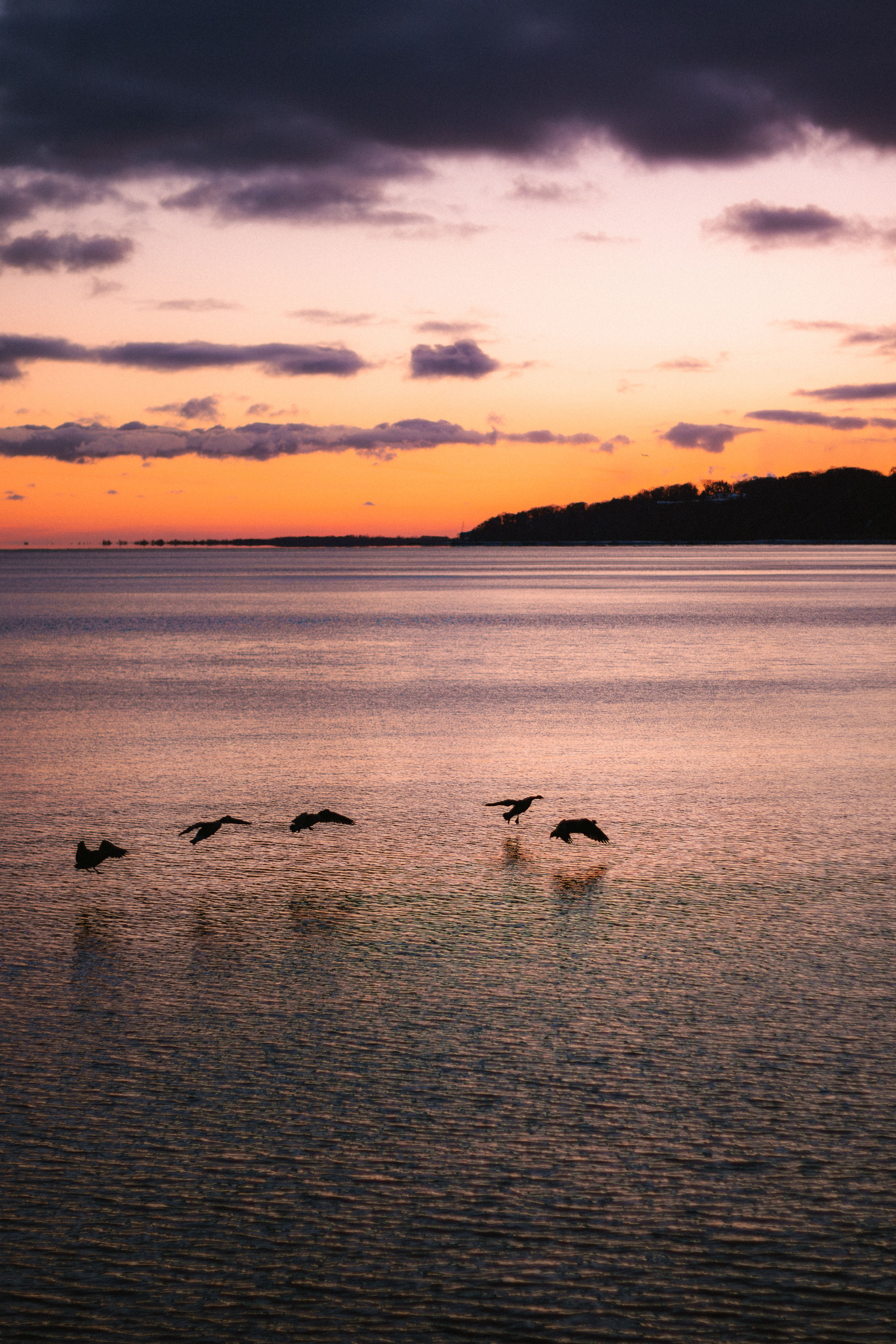 Tranquil Sunset Over Lake Ontario with Birds · Free Stock Photo