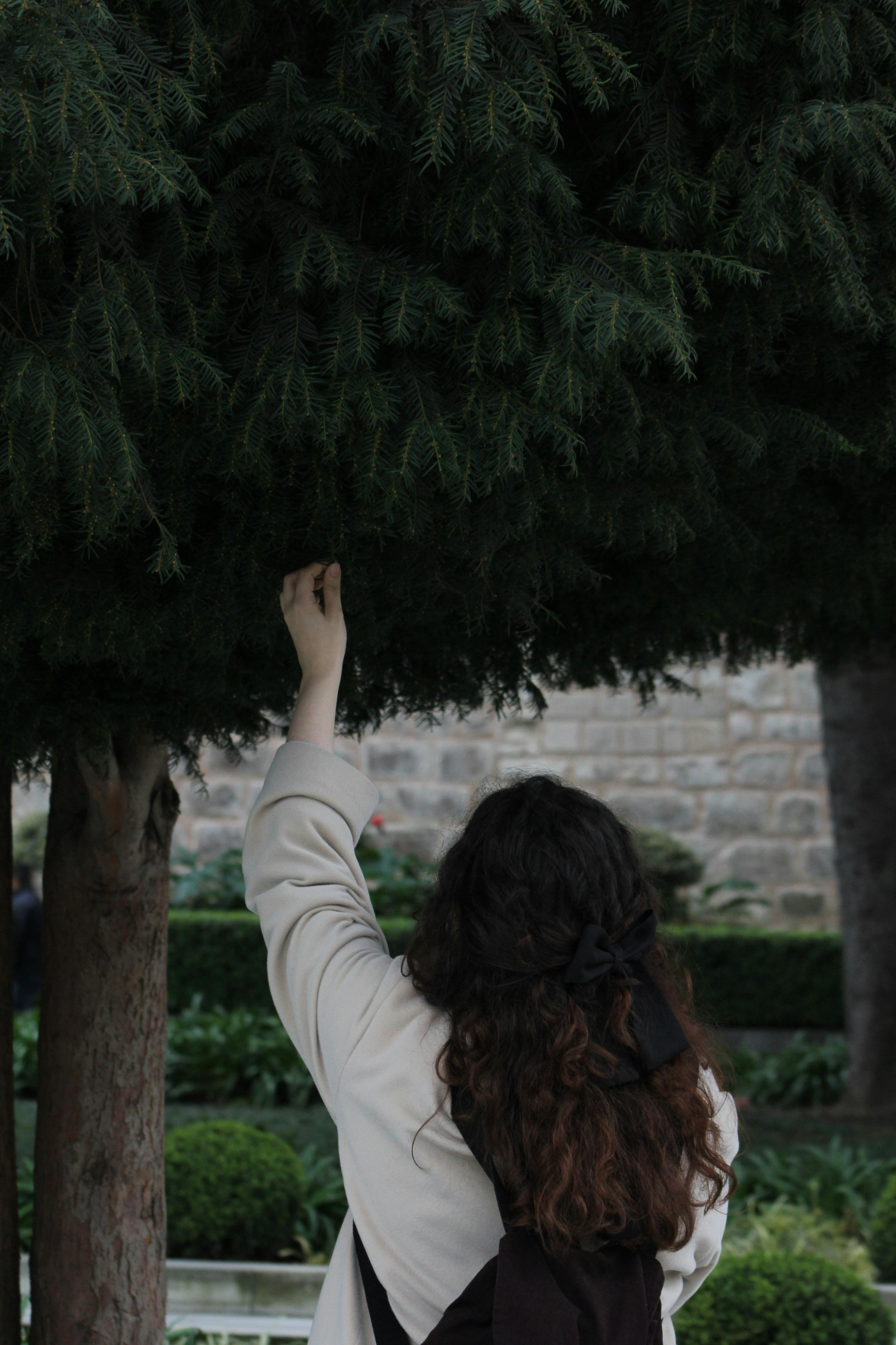 Mujer Alcanza La Rama De Un árbol En Un Parque · Foto de stock gratuita