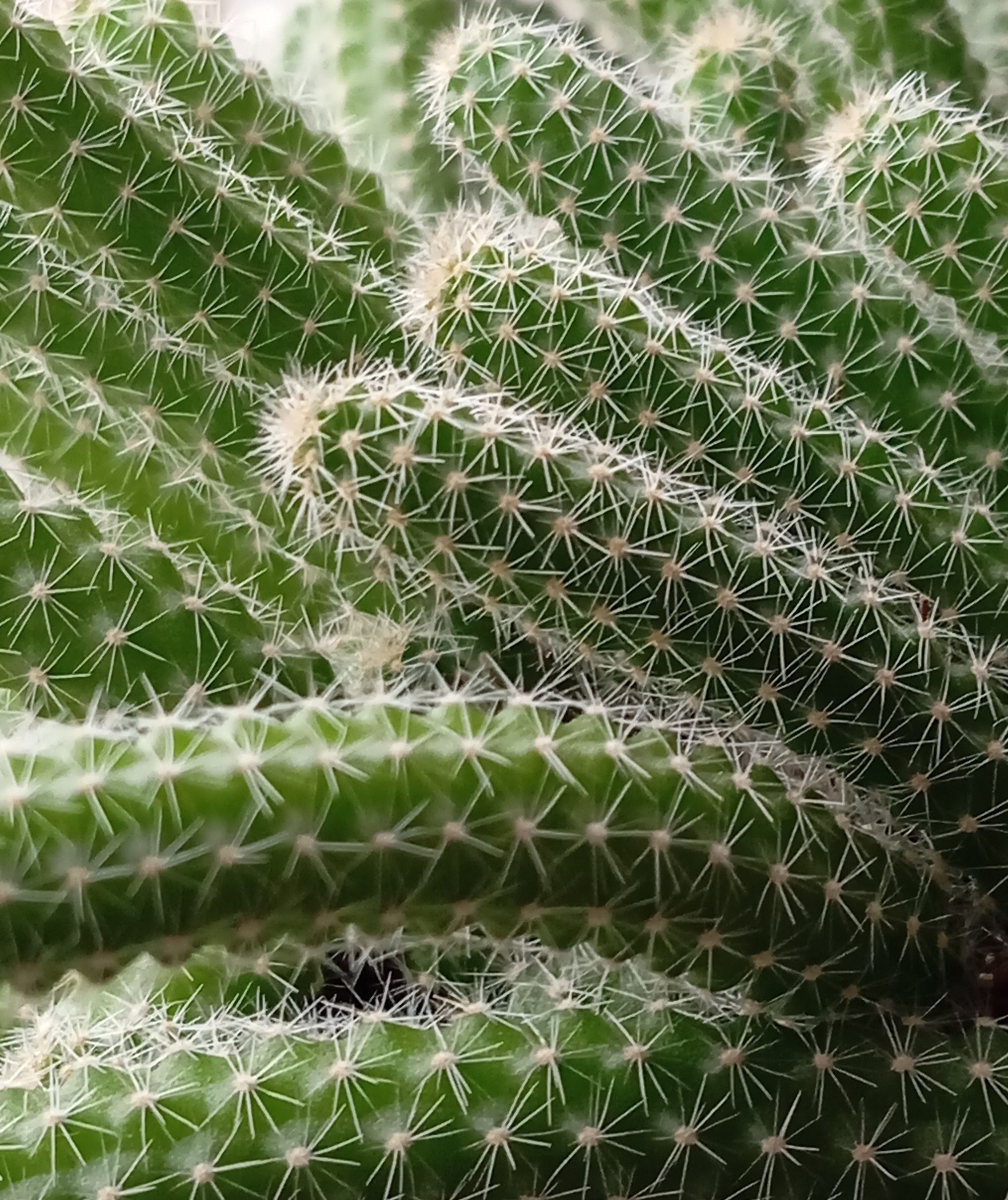 Close-Up of Vibrant Green Cactus Spines · Free Stock Photo