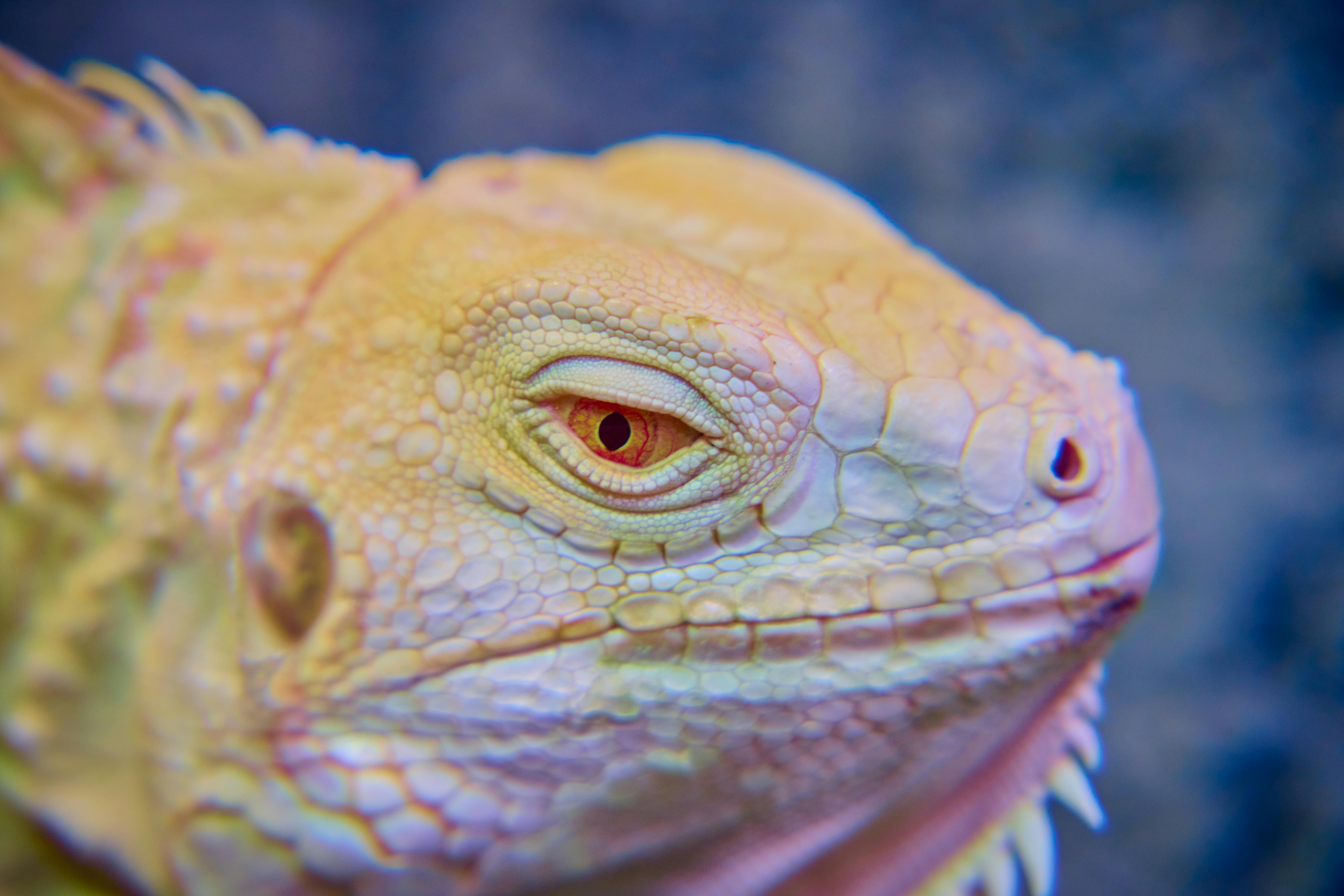 Close-up of a Colorful Iguana Head Scale Detail · Free Stock Photo