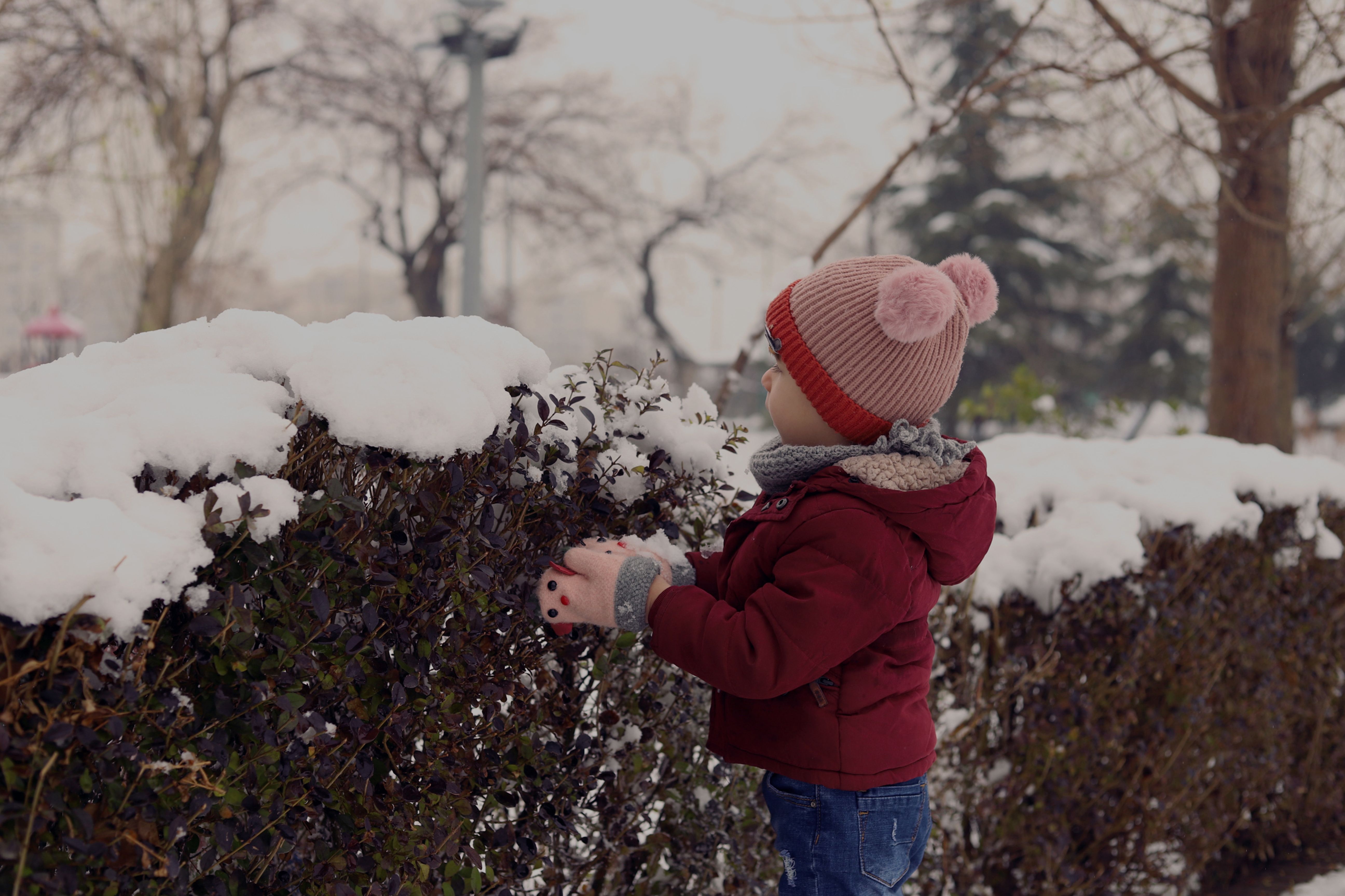 Child in Winter Coat Exploring Snowy Hedge · Free Stock Photo