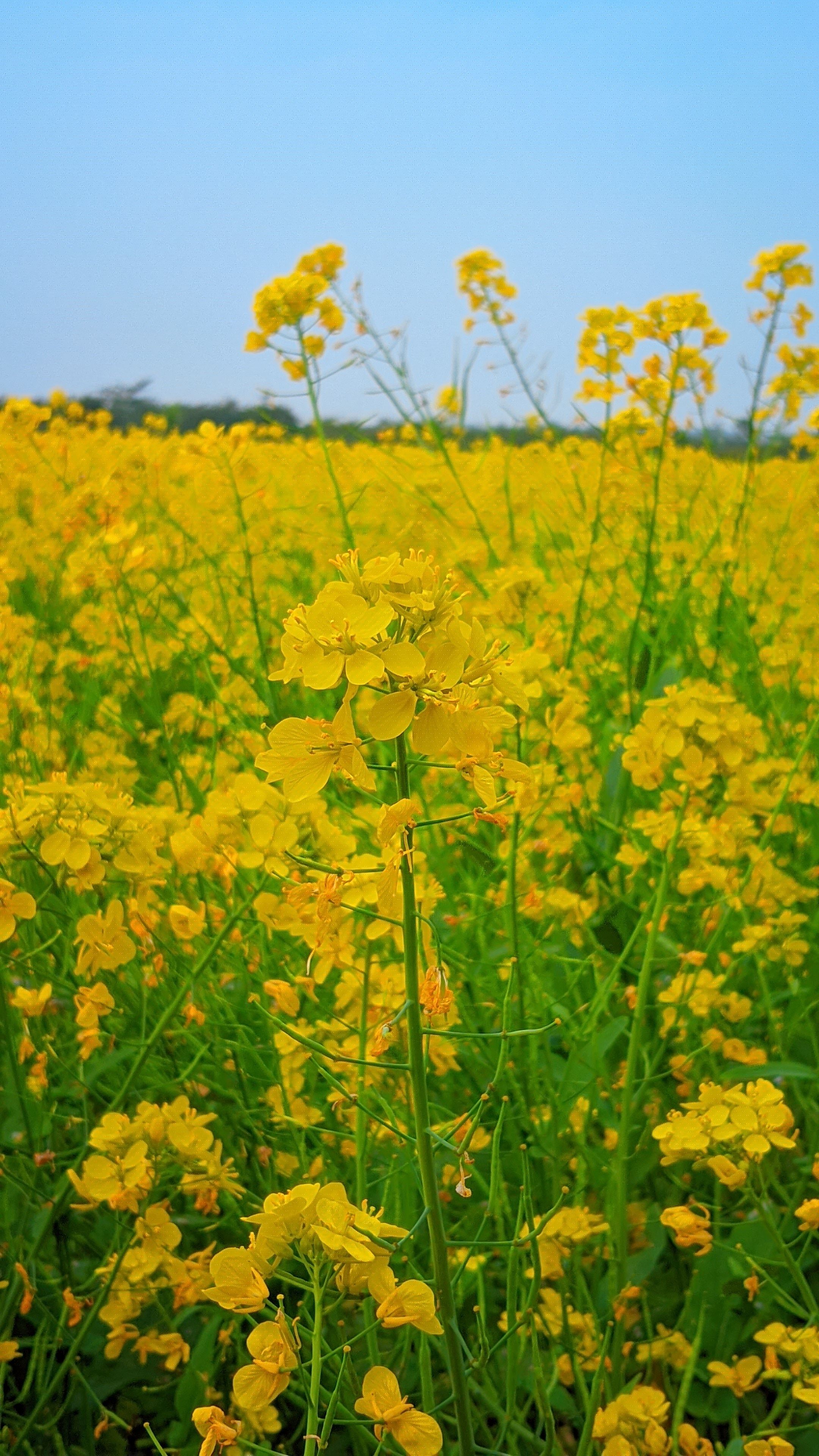 有关下田 乡村景观 农作物 农村的场景 增長 天性 季节性变化 寧靜 工厂 开花场 戶外 春天 春天绽放 時令的 9242