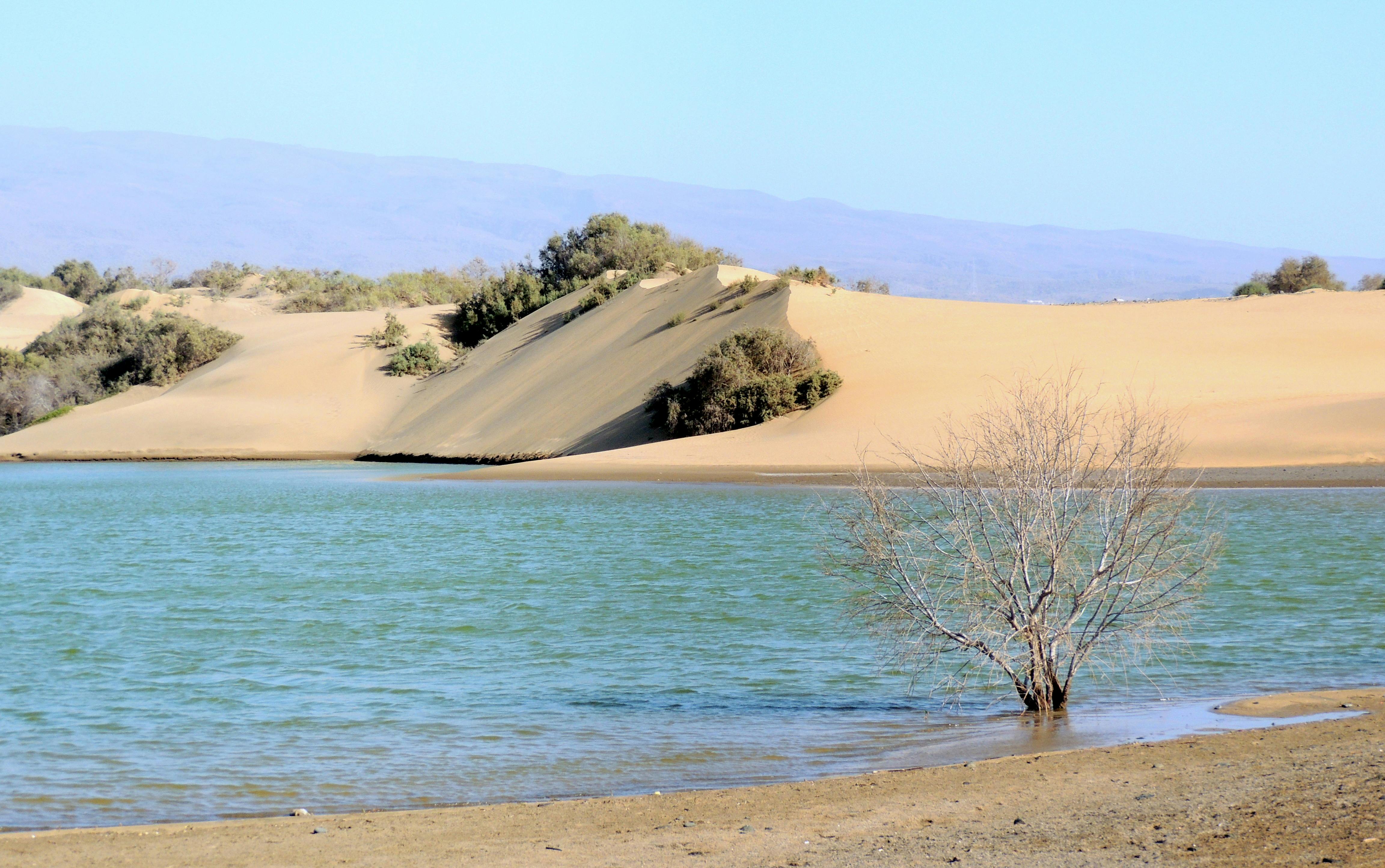 Picturesque Maspalomas Dunes and Lagoon Scenery · Free Stock Photo