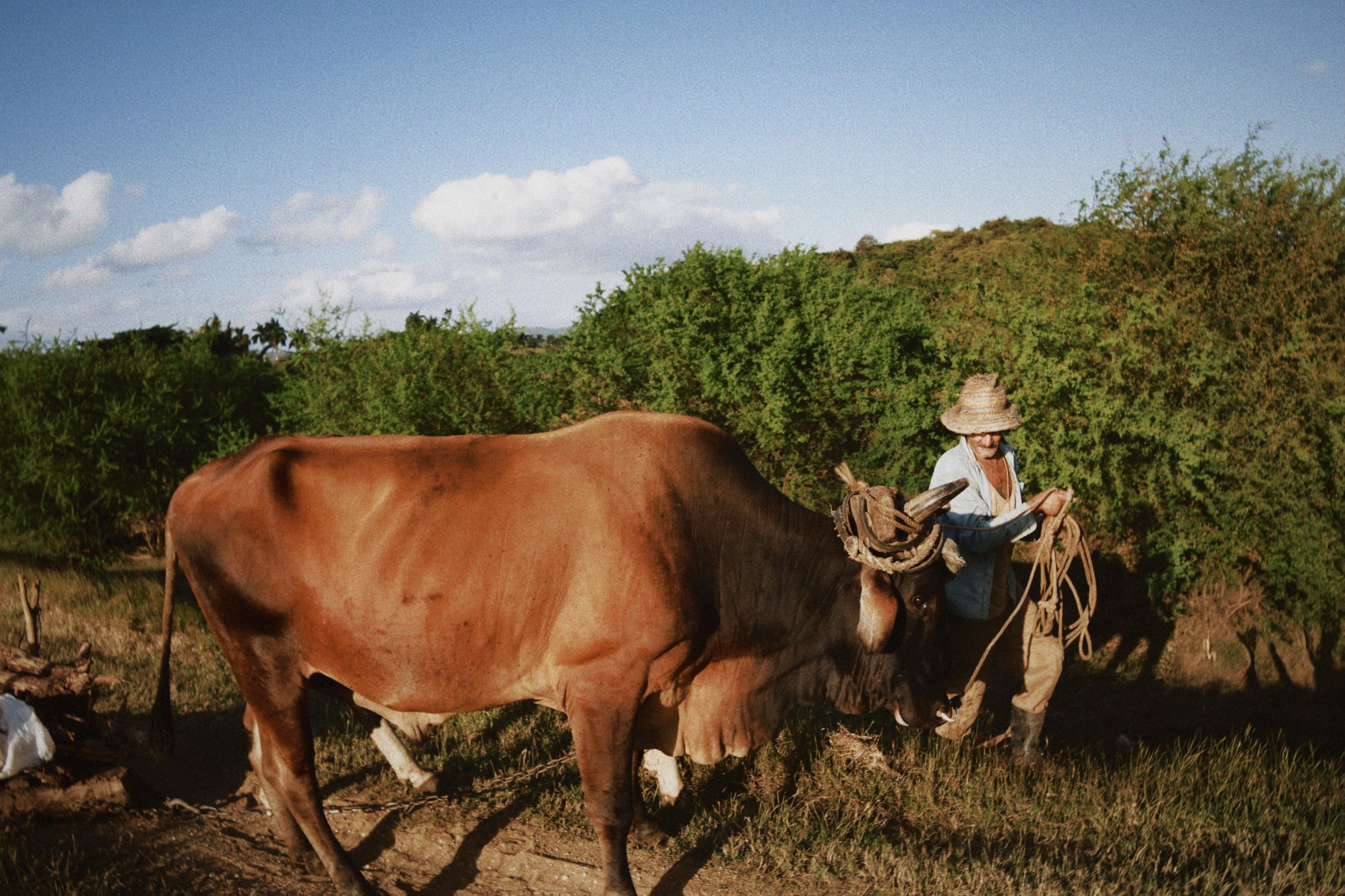 Farmer Leading Cow in Rural Countryside Scene · Free Stock Photo