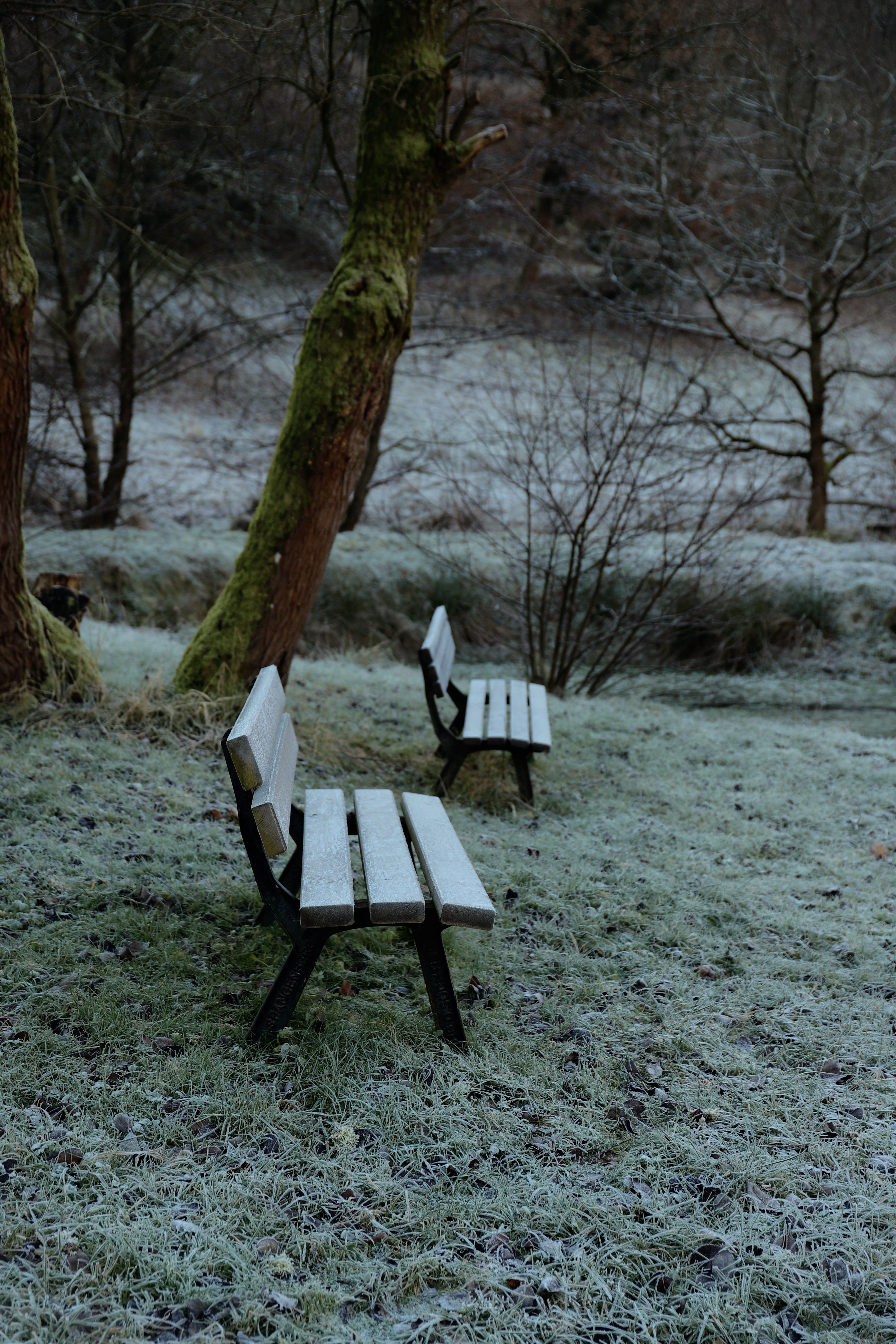 Frosty Winter Park with Benches and Trees · Free Stock Photo
