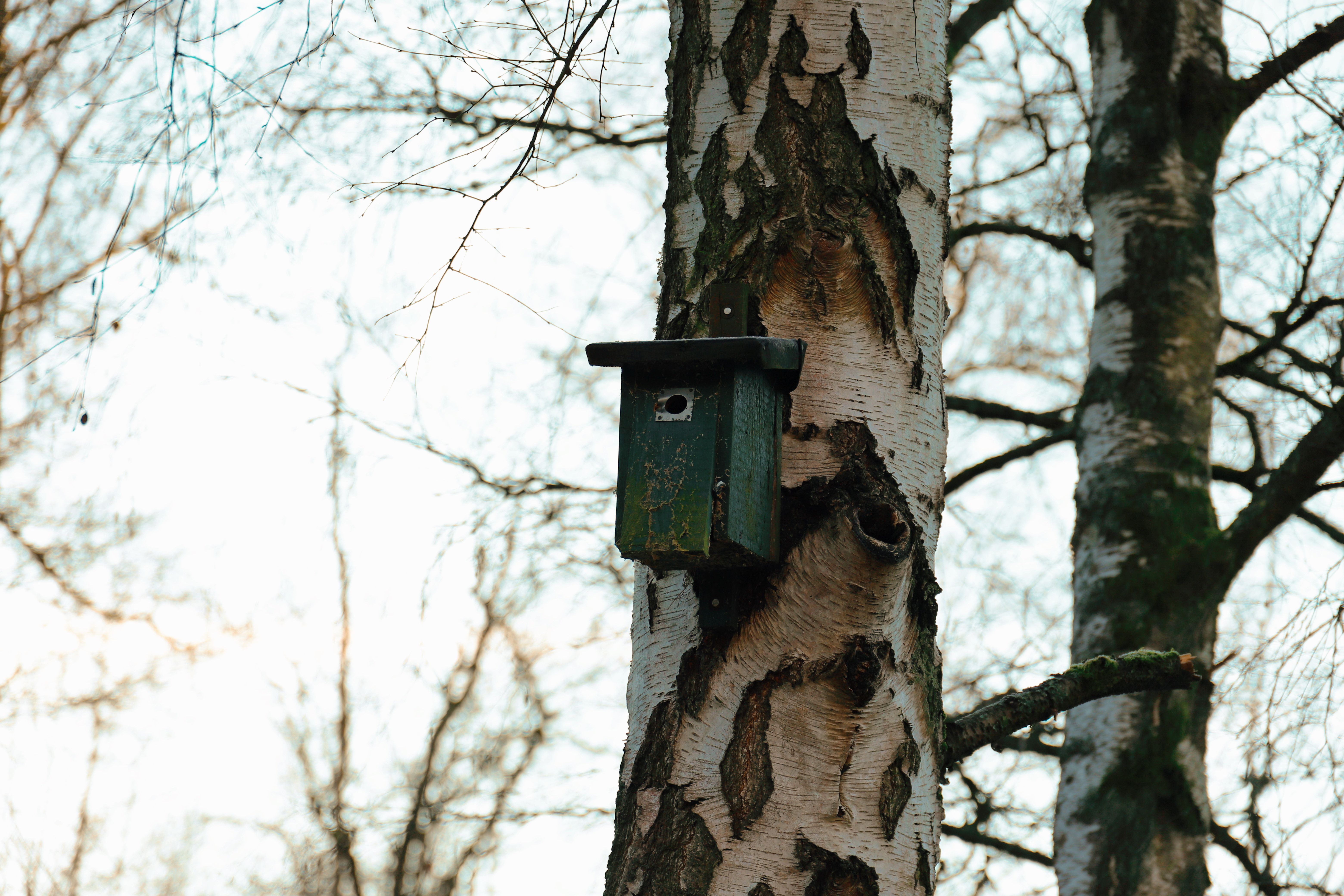 Birdhouse on Birch Tree in Forest Setting · Free Stock Photo