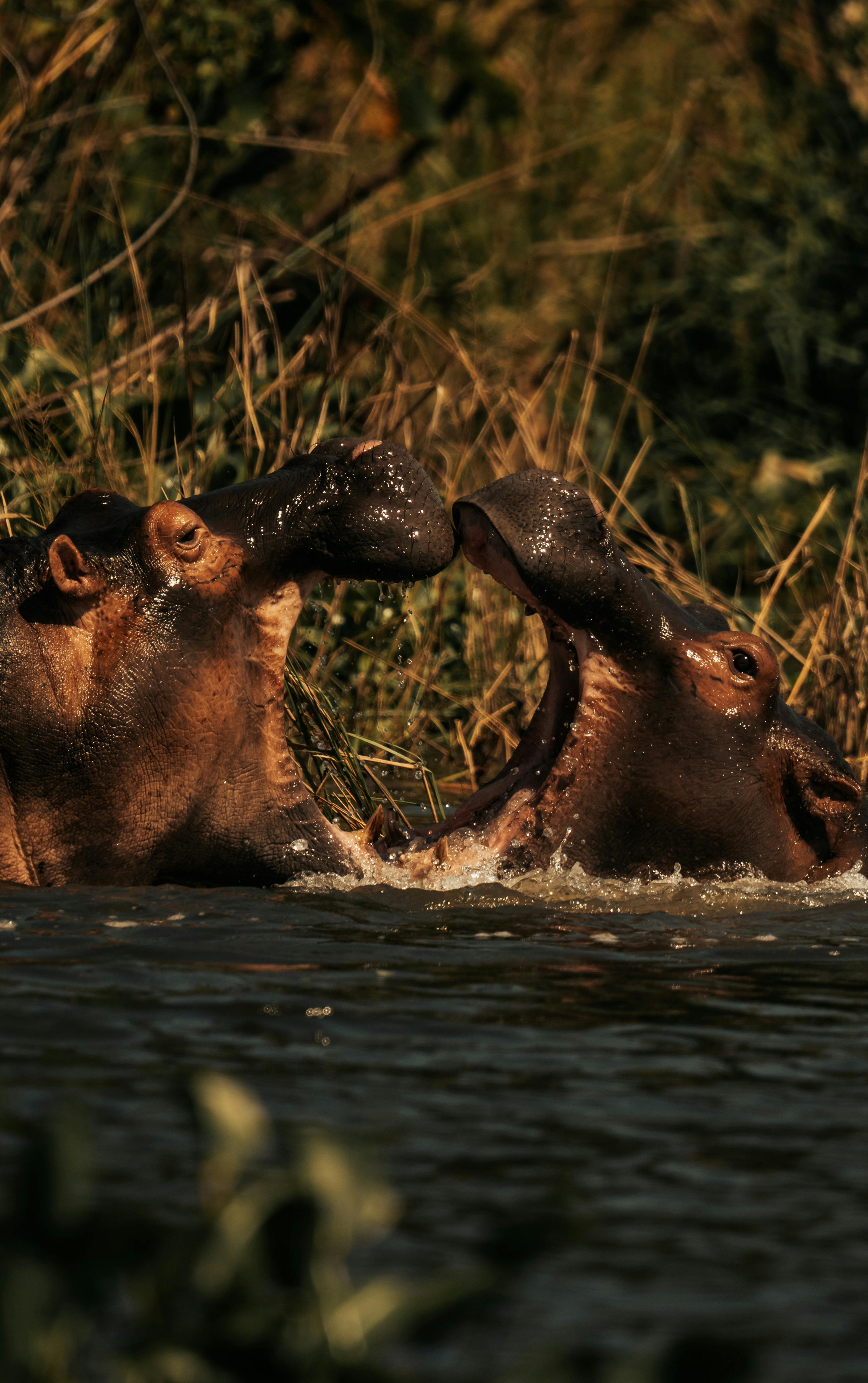 Playful Hippos in Natural Habitat Photography · Free Stock Photo