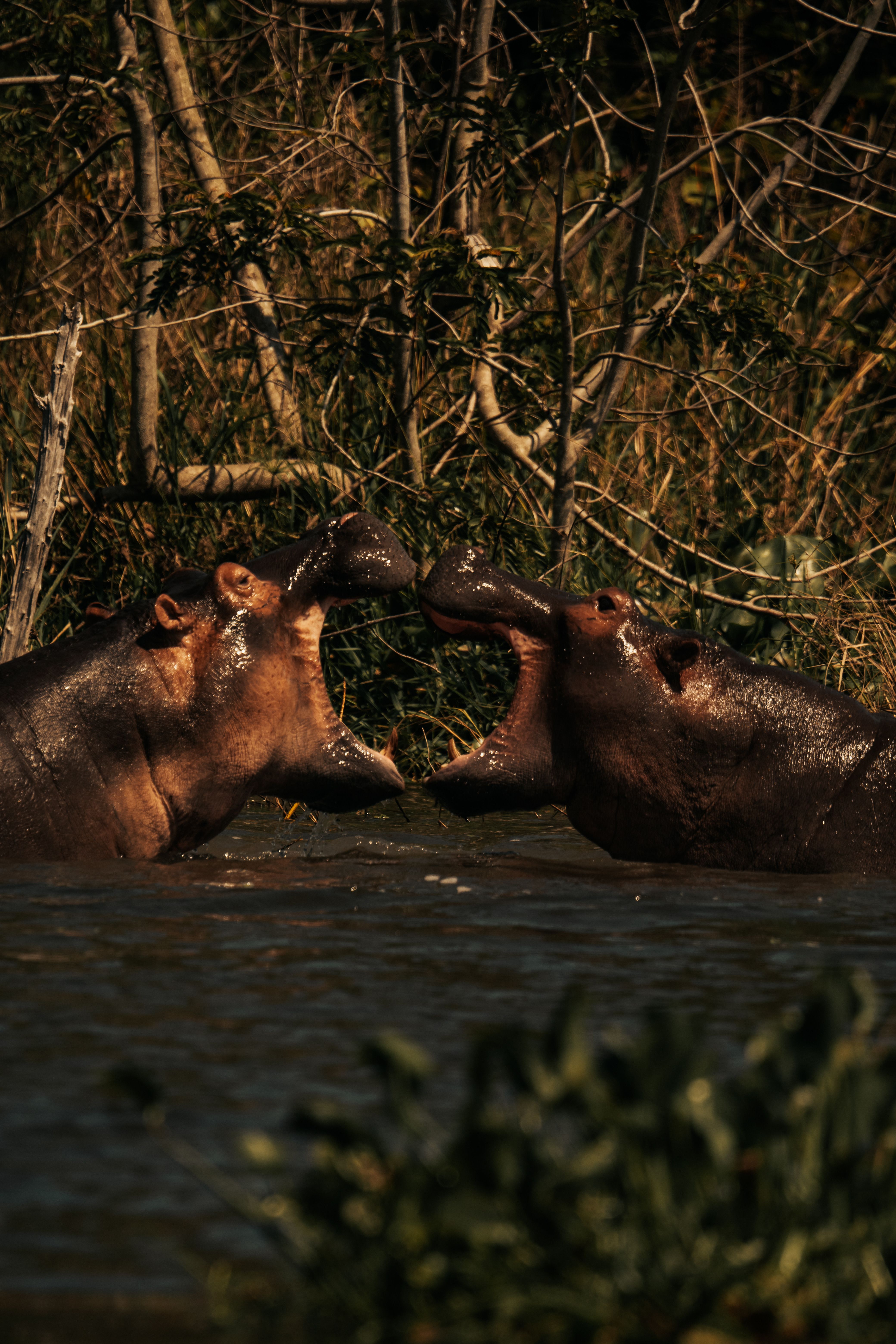 Dramatic Hippos Sparring in Natural Habitat · Free Stock Photo