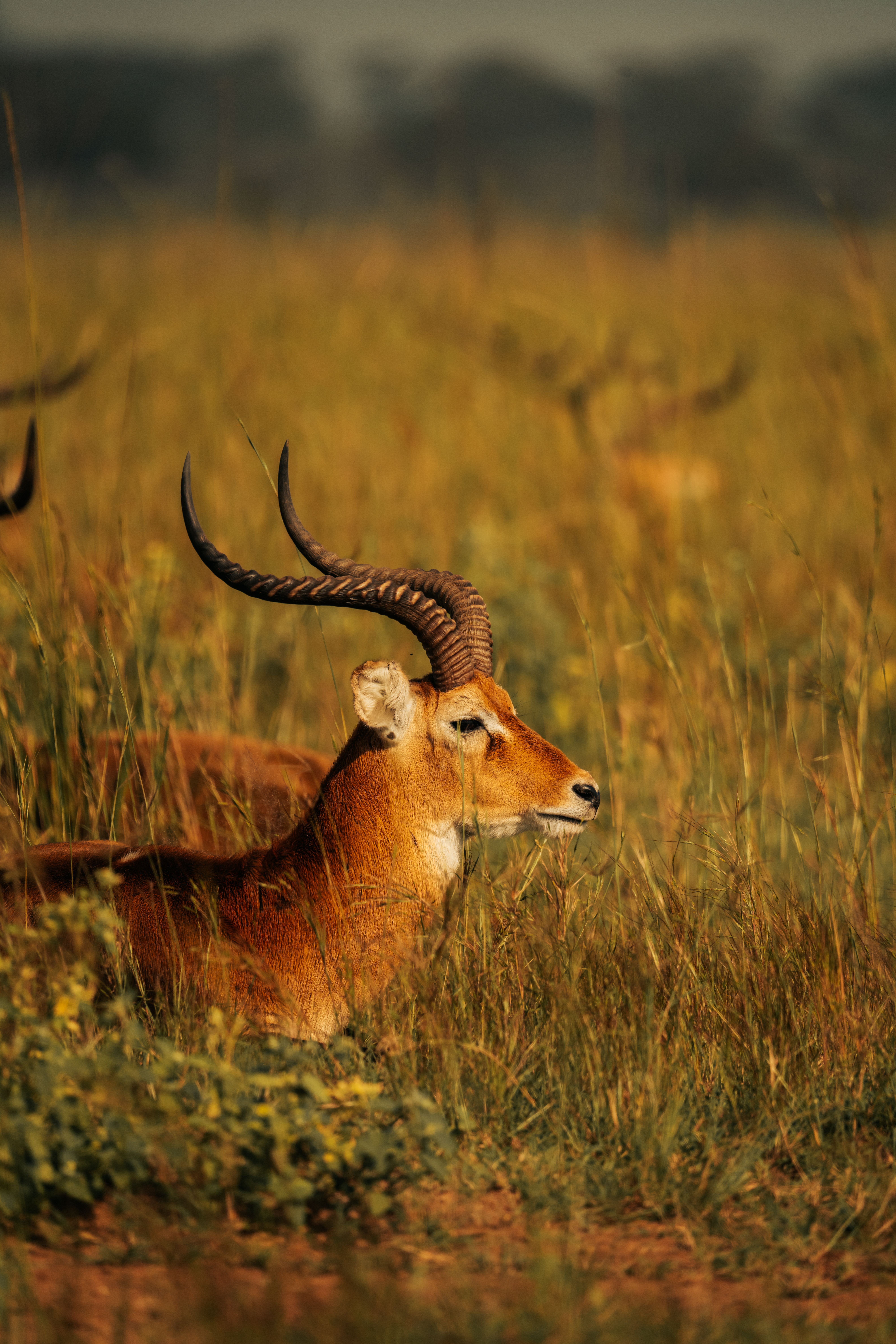 Antílope Elegante Descansando En La Sabana Africana · Foto de stock ...