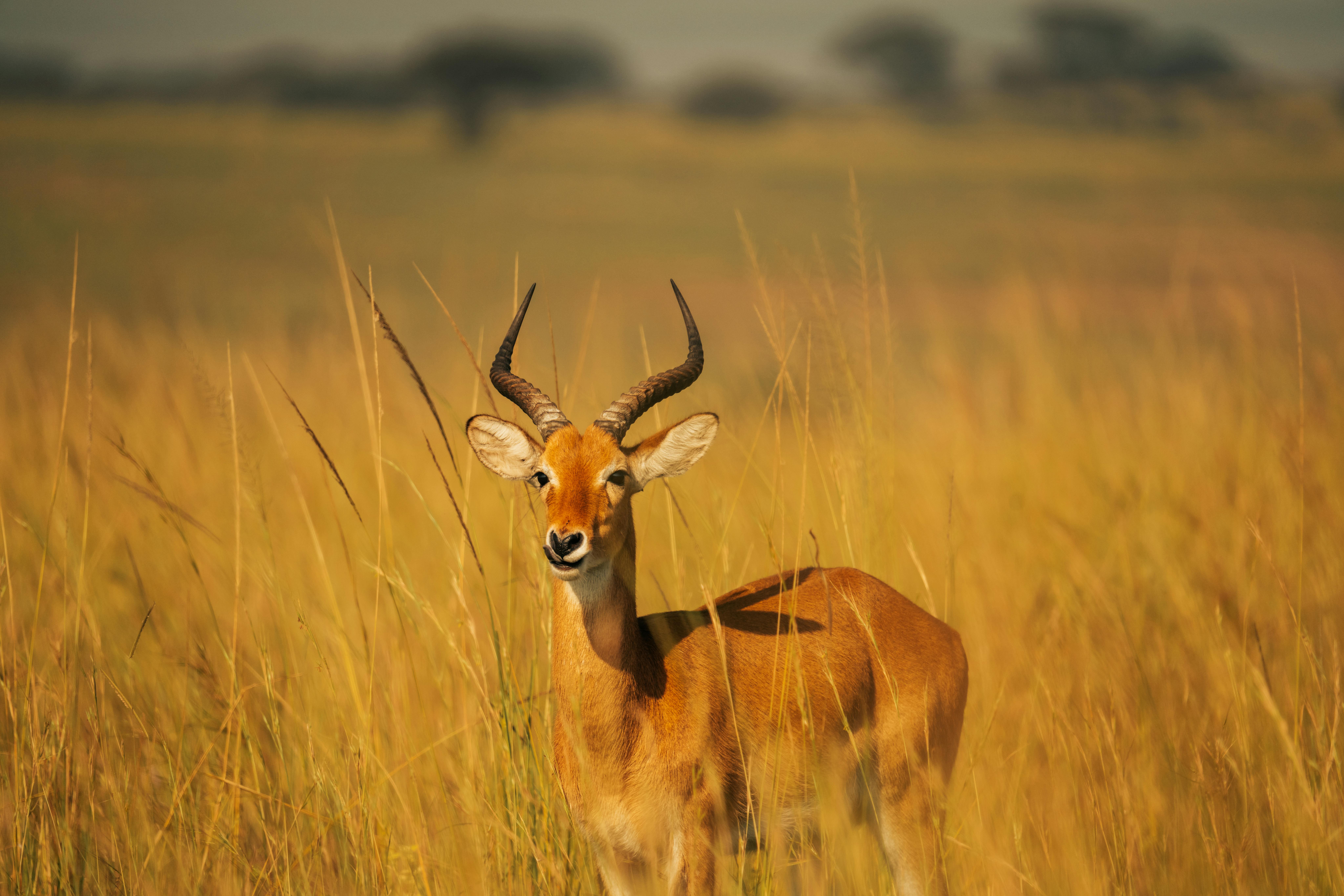 Majestic Giraffe Grazing in African Savanna · Free Stock Photo