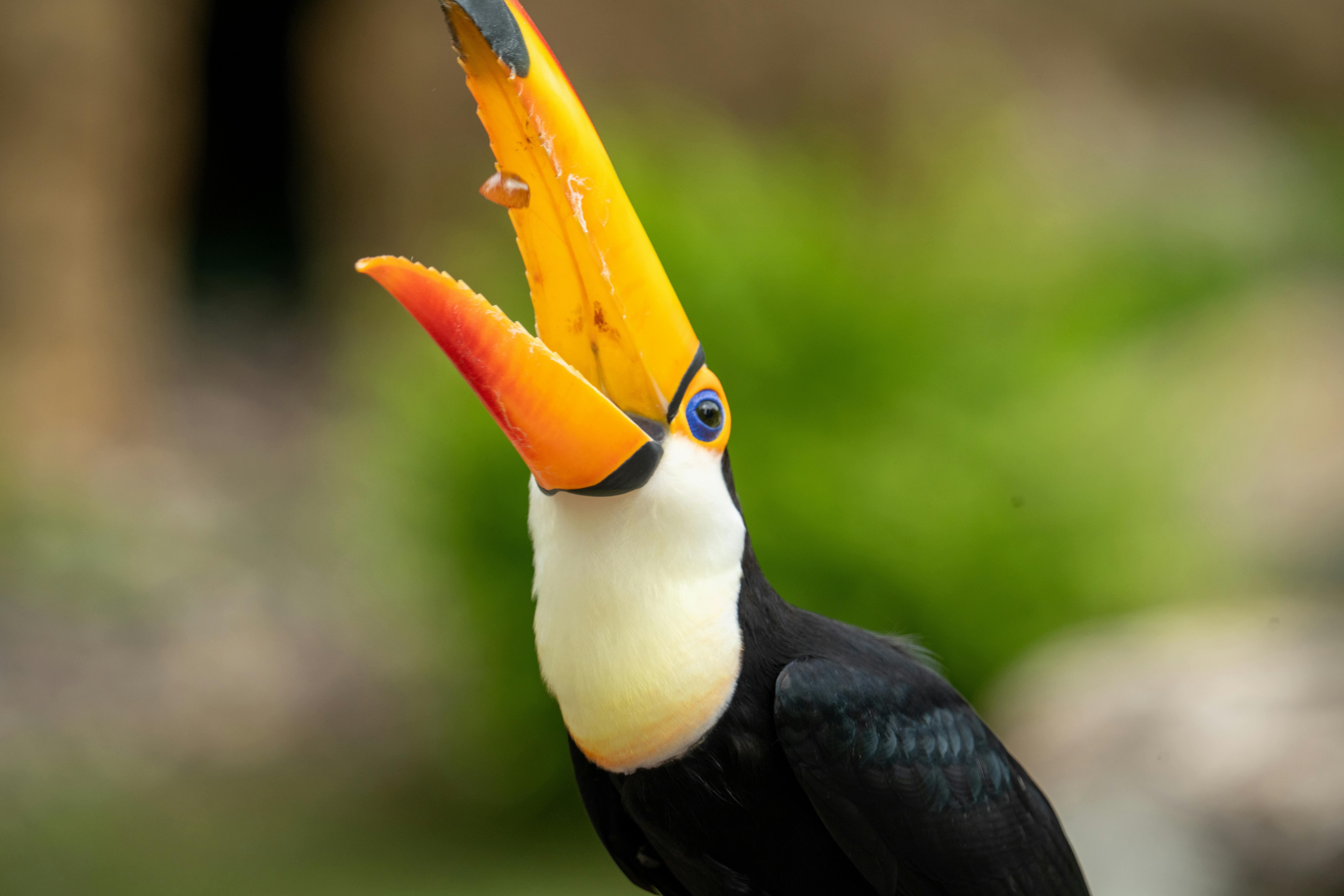 Vibrant Toco Toucan in Natural Habitat · Free Stock Photo