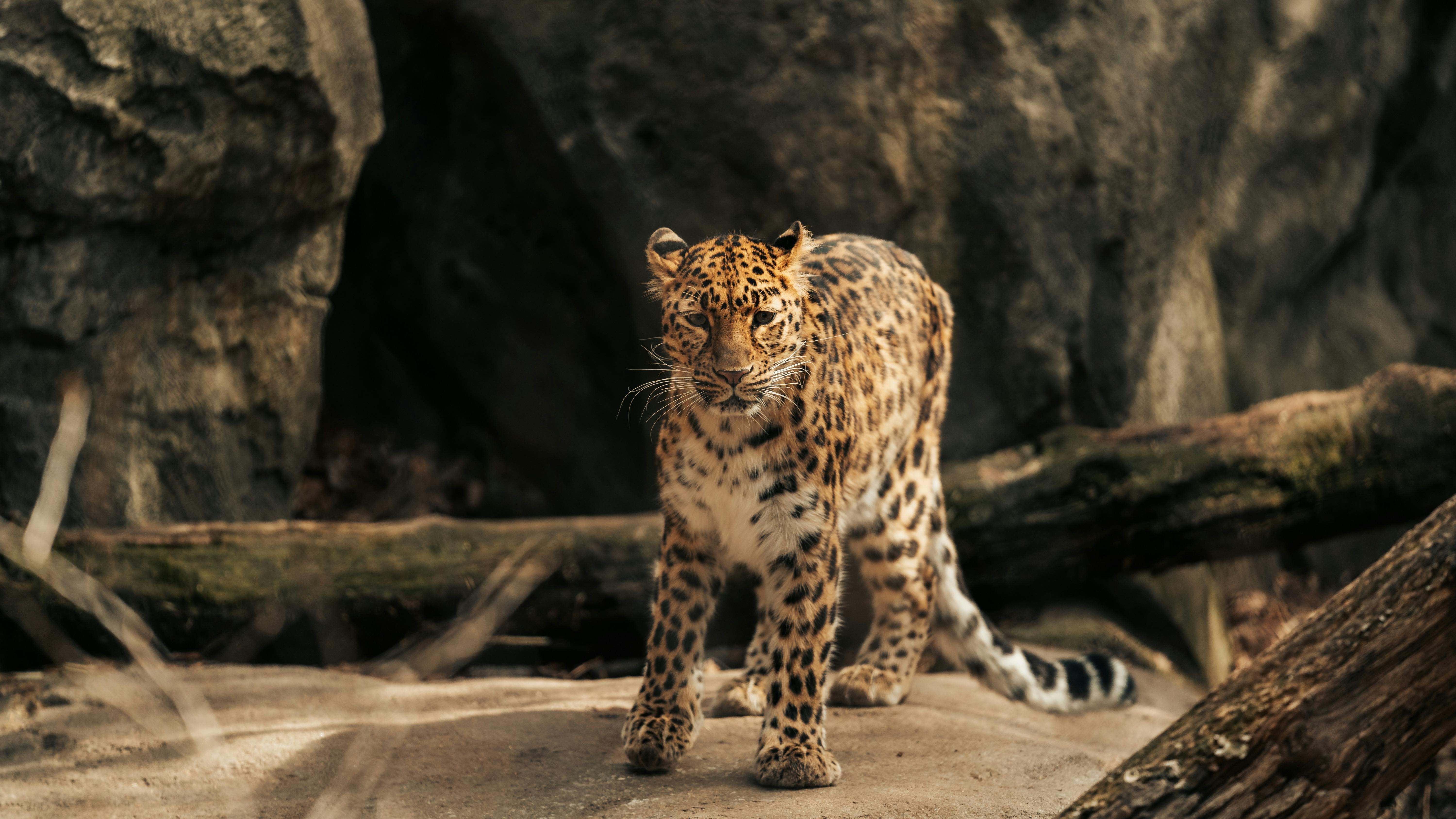Majestic Leopard in Natural Habitat · Free Stock Photo