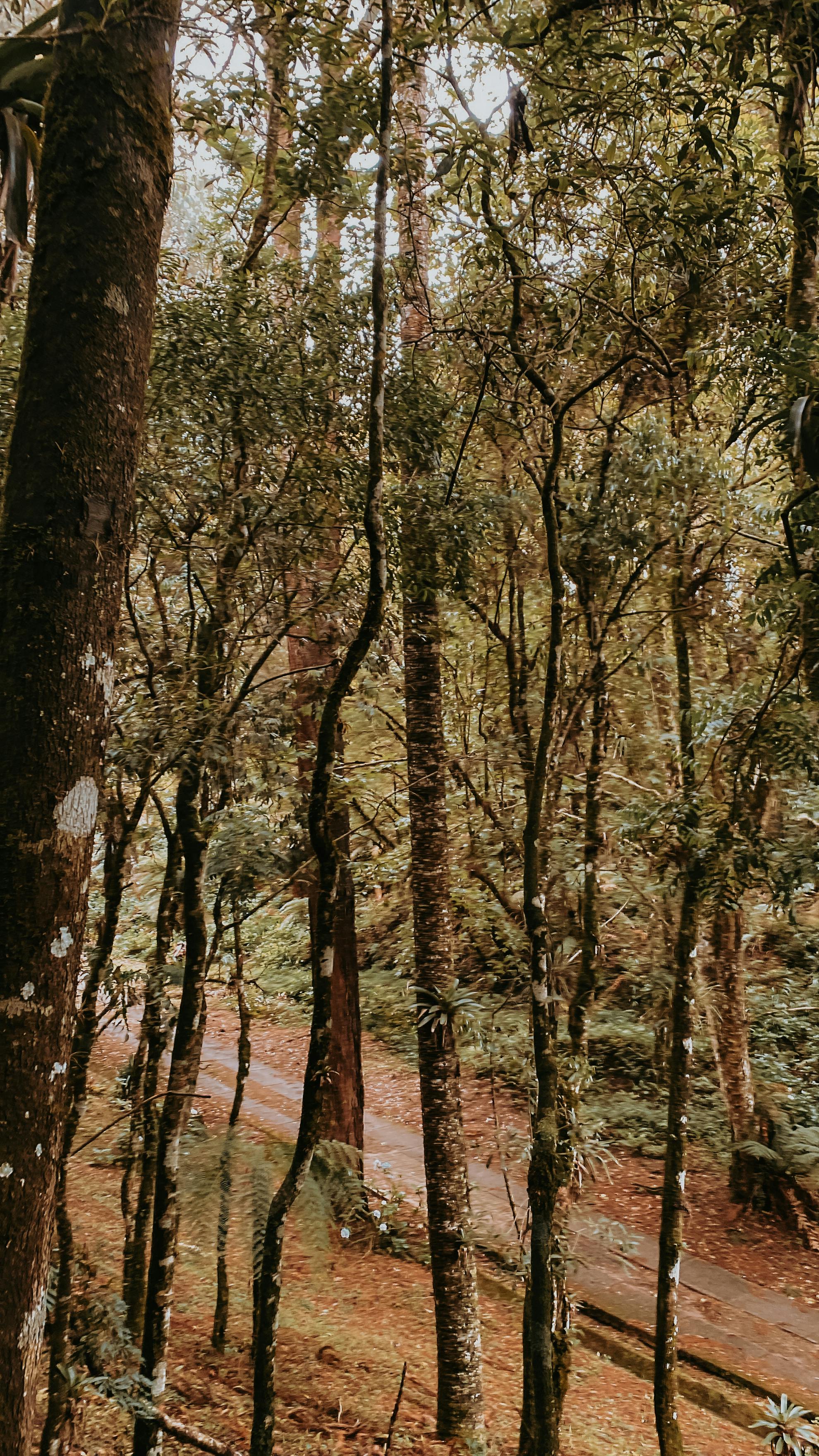 Forest Walk Photos, Download The BEST Free Forest Walk Stock Photos ...