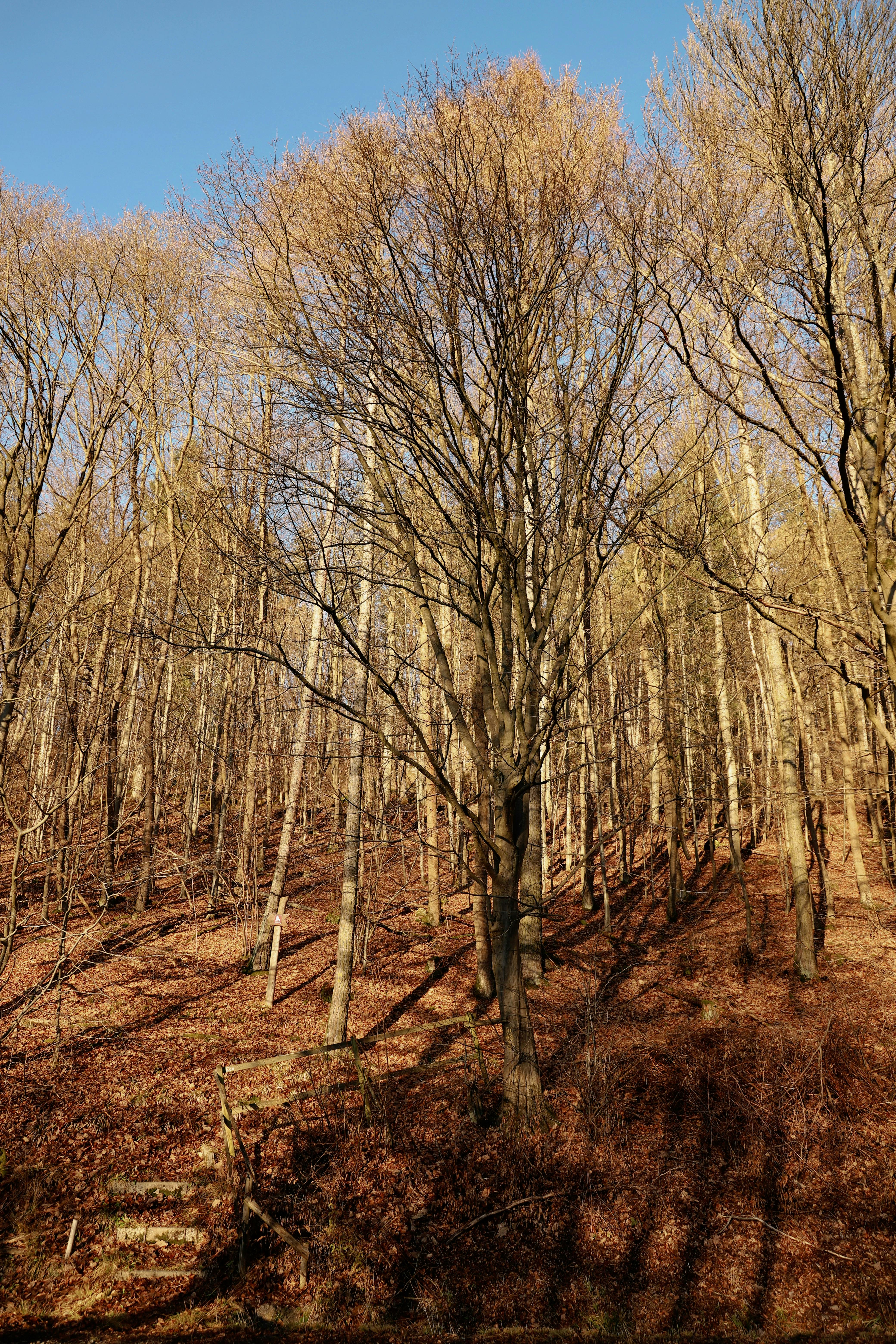 Trees Calming Photos, Download The BEST Free Trees Calming Stock Photos ...