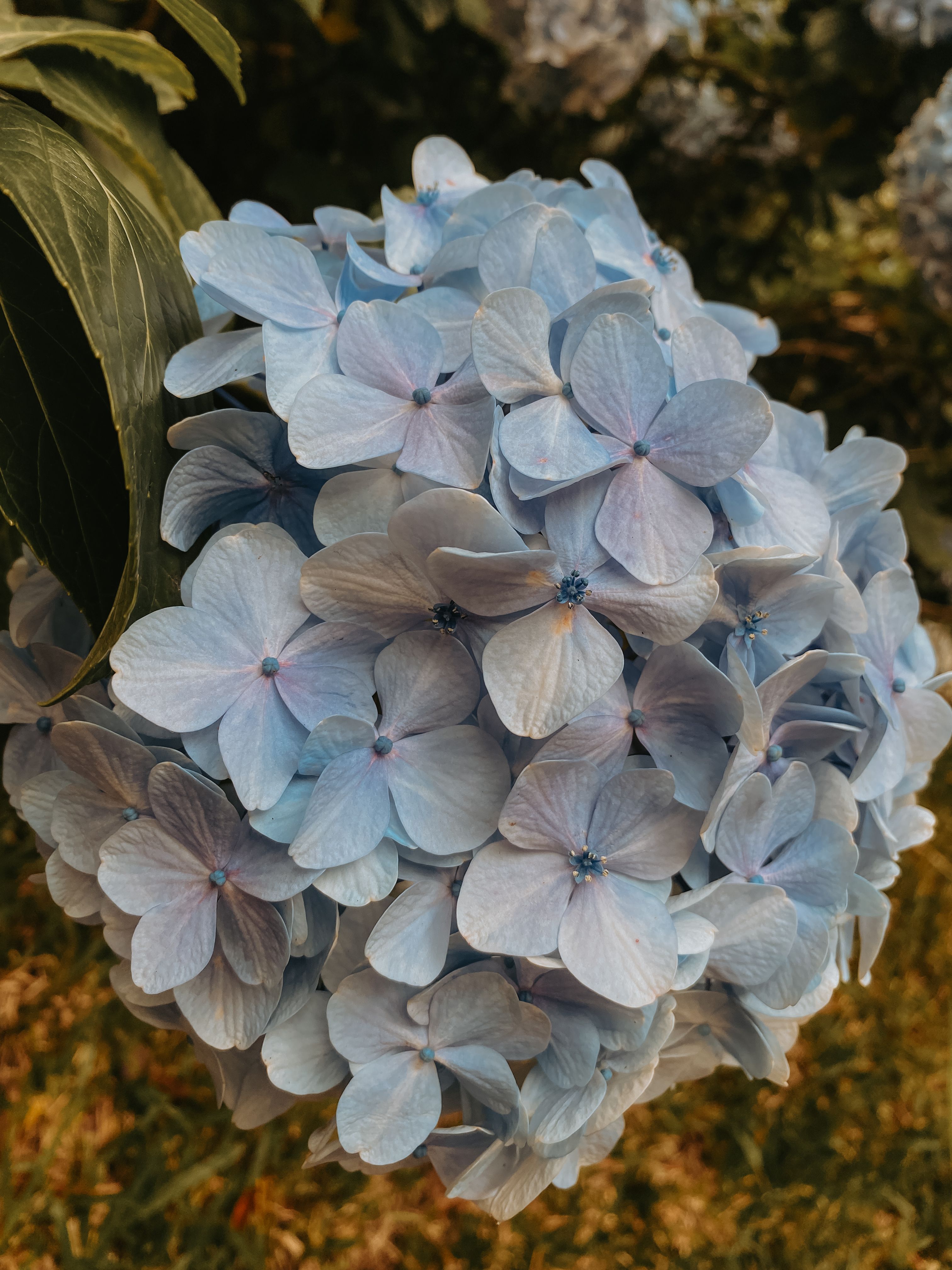 Close-up of Blue Hydrangea Flowers in Bloom · Free Stock Photo