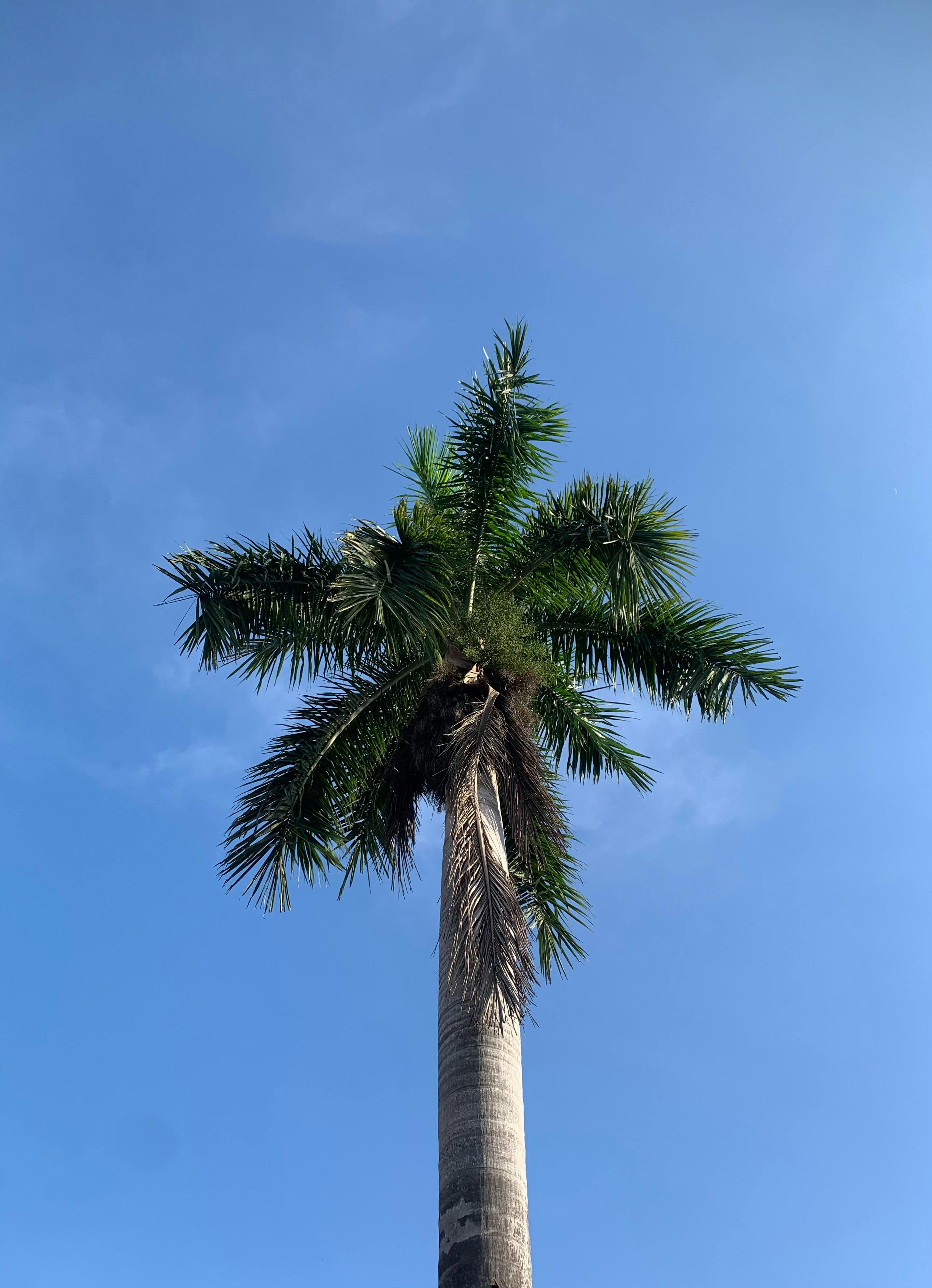 Sideways Palm Tree Photos, Download The BEST Free Sideways Palm Tree ...