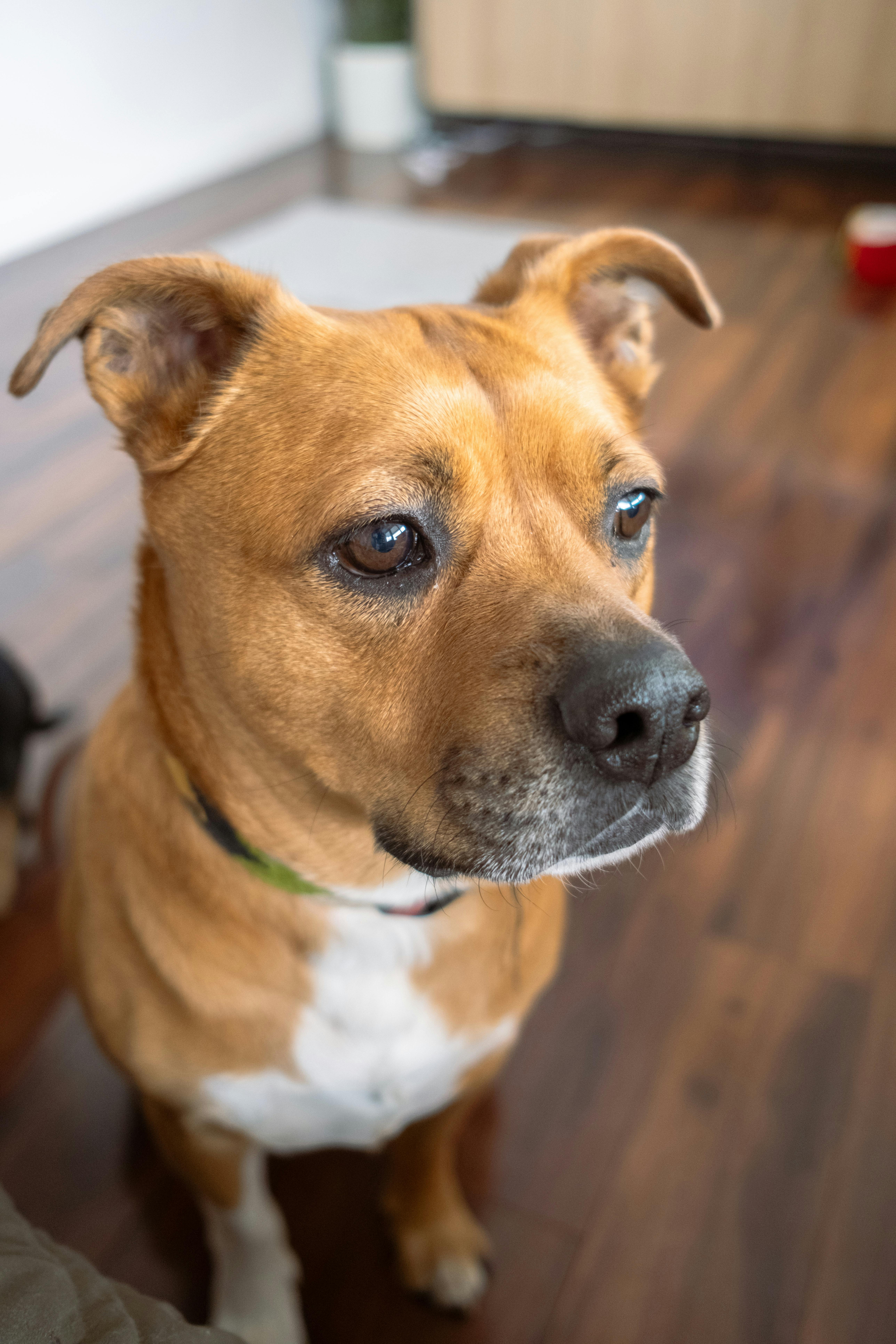 Dog Breed Photos, Download The BEST Free Dog Breed Stock Photos & HD Images