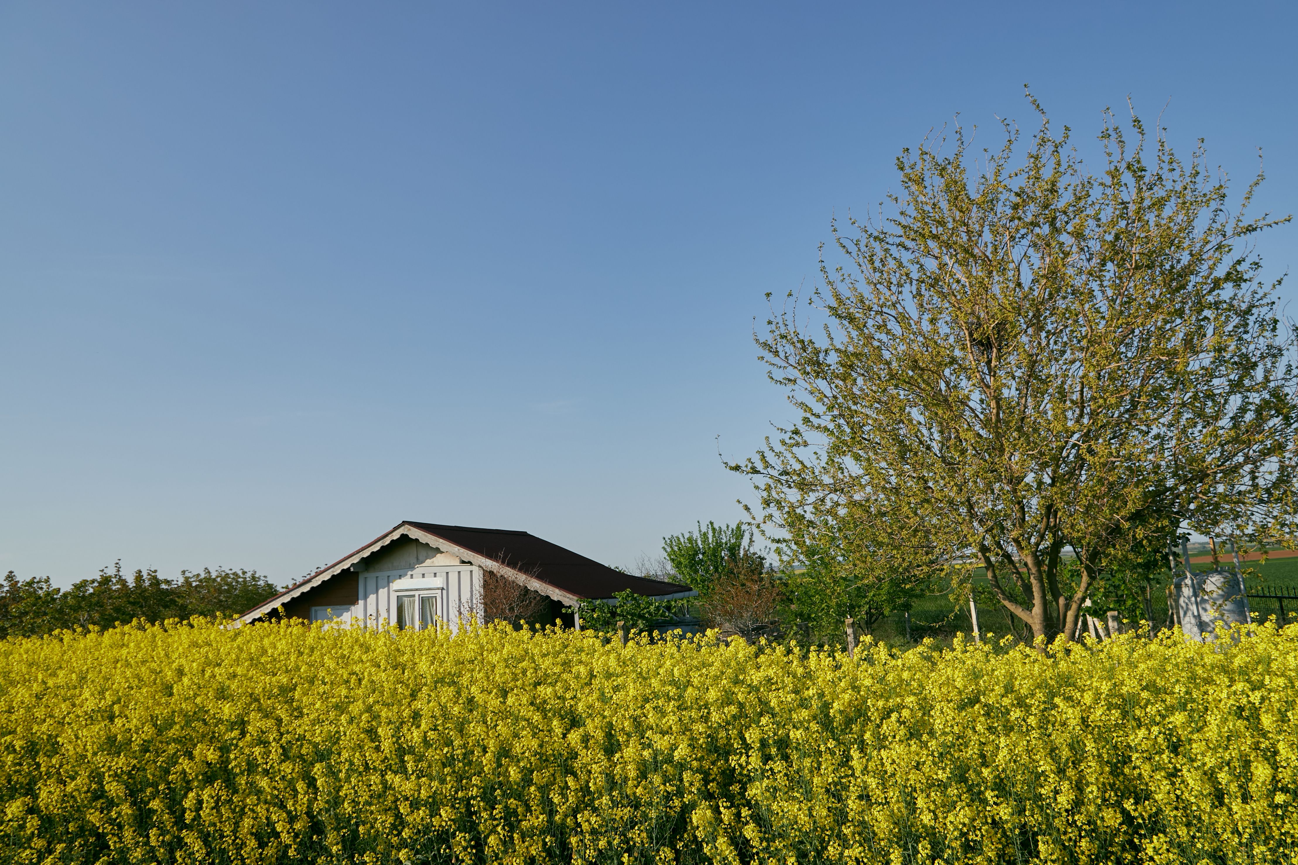 Yellow Color Photos, Download The BEST Free Yellow Color Stock Photos ...