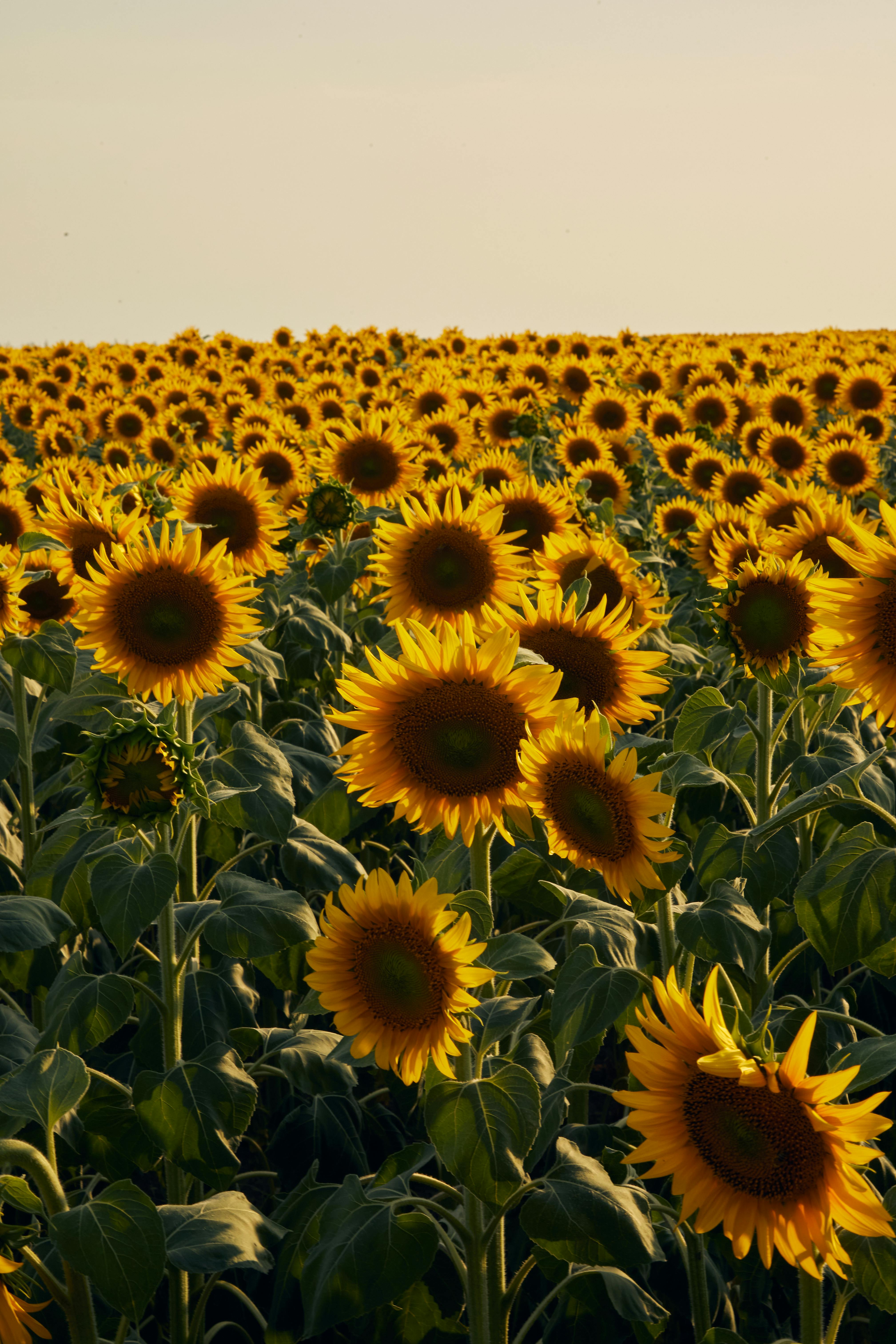 Half Of A Yellow Sun Photos, Download The BEST Free Half Of A Yellow ...