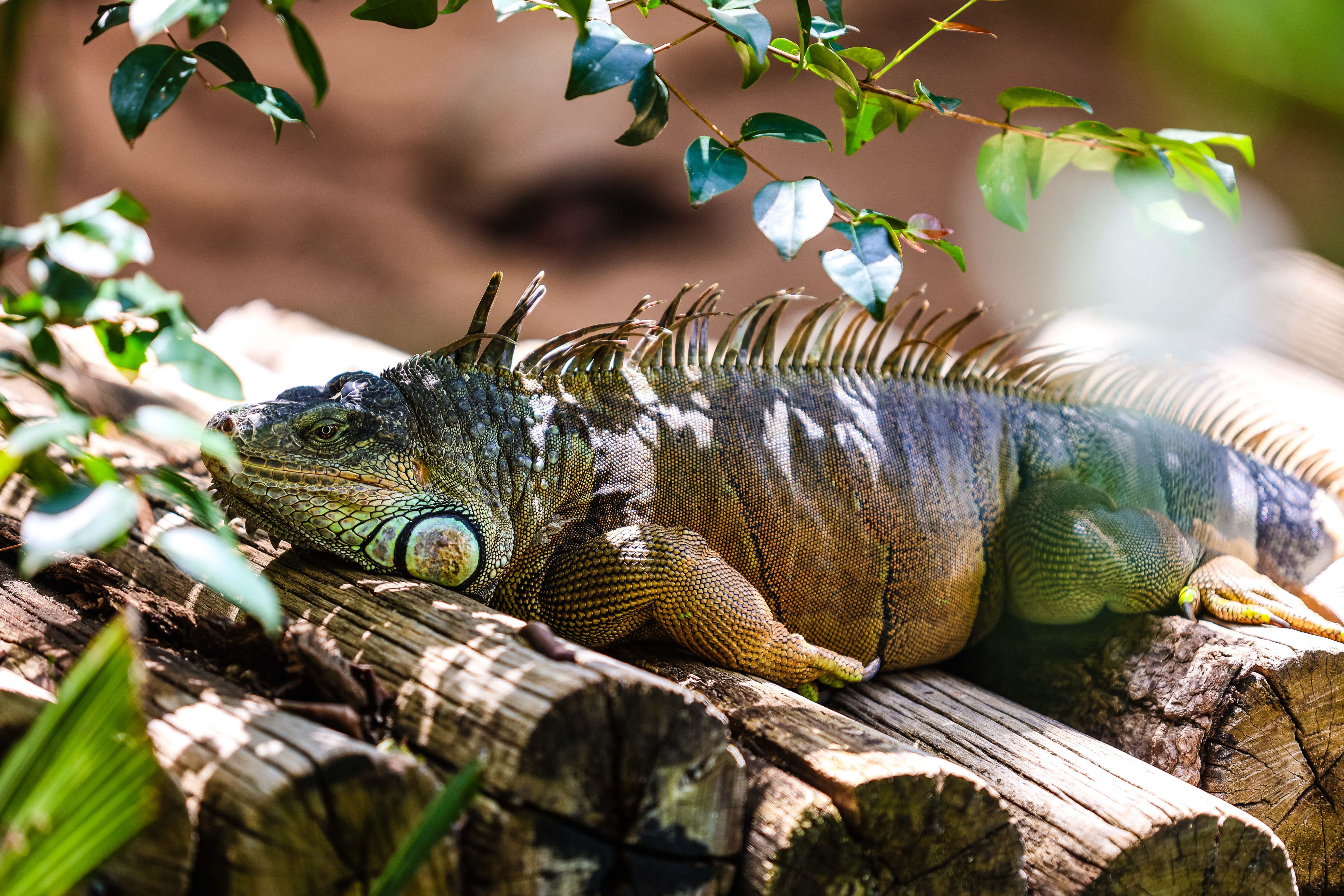 Dominican Iguana Photos, Download The BEST Free Dominican Iguana Stock ...