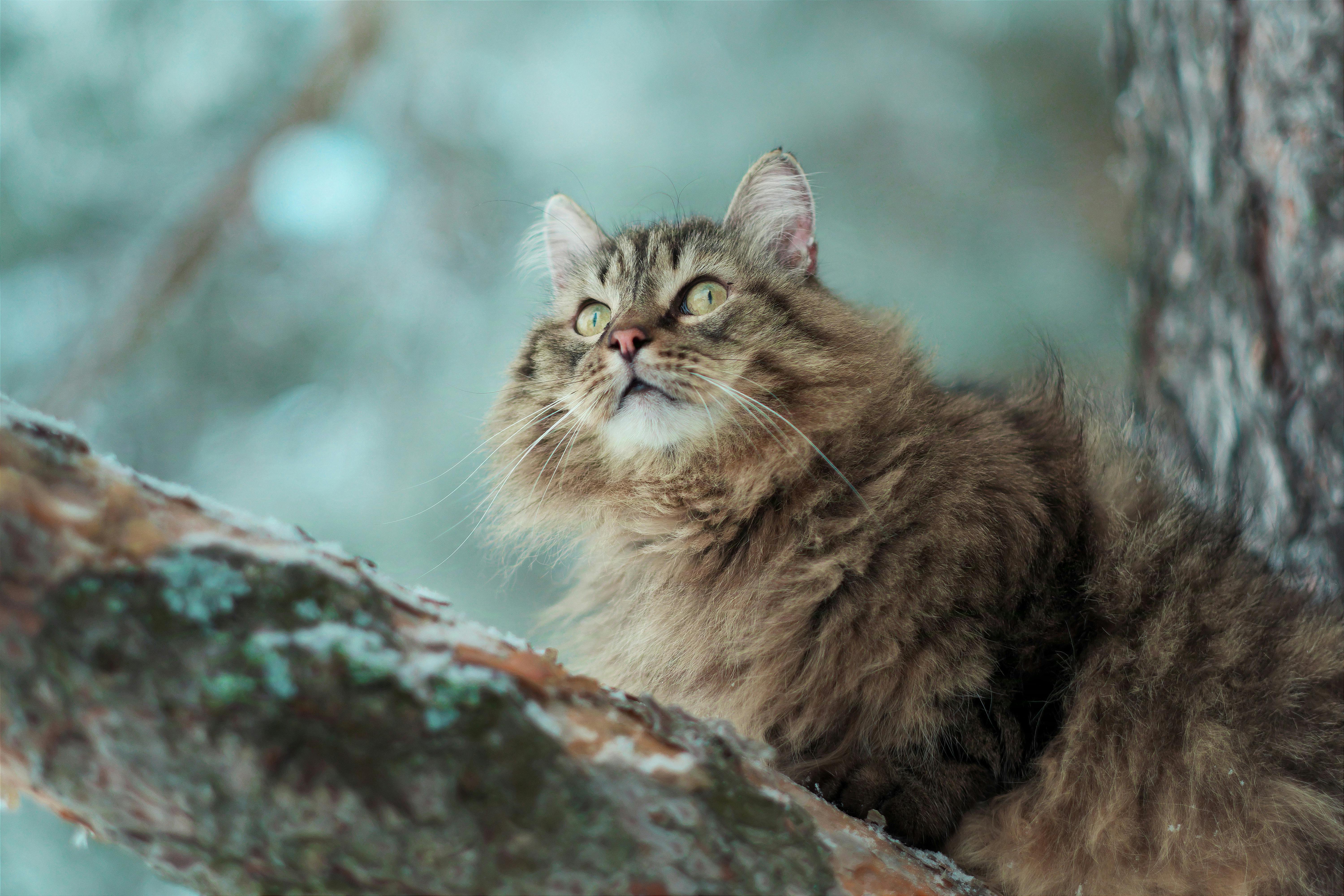 2,000+ Best Alljb+hairy+pussy Photos · 100% Free Download · Pexels ...