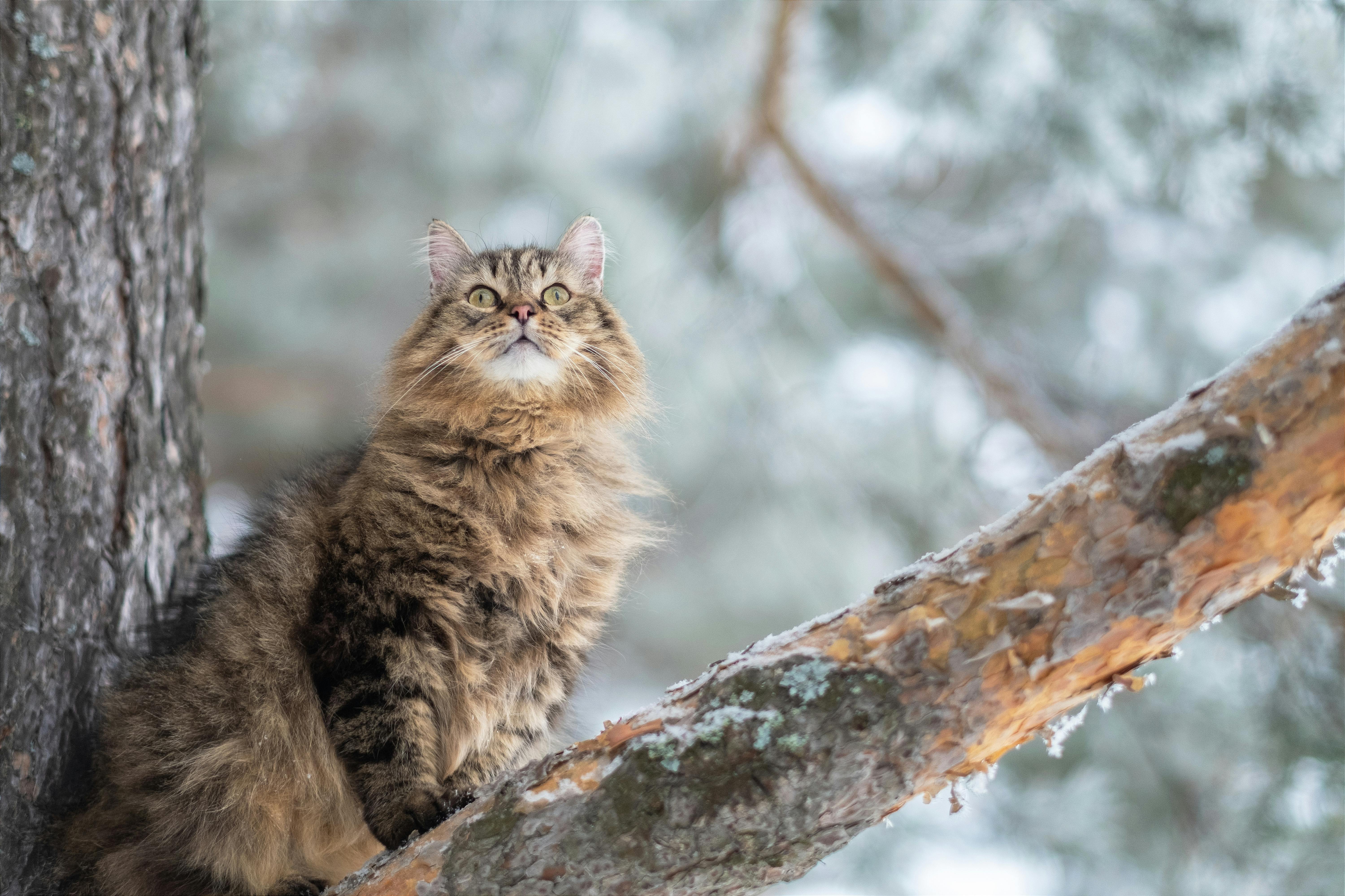 Fluffy lynx sitting in snow · Free Stock Photo