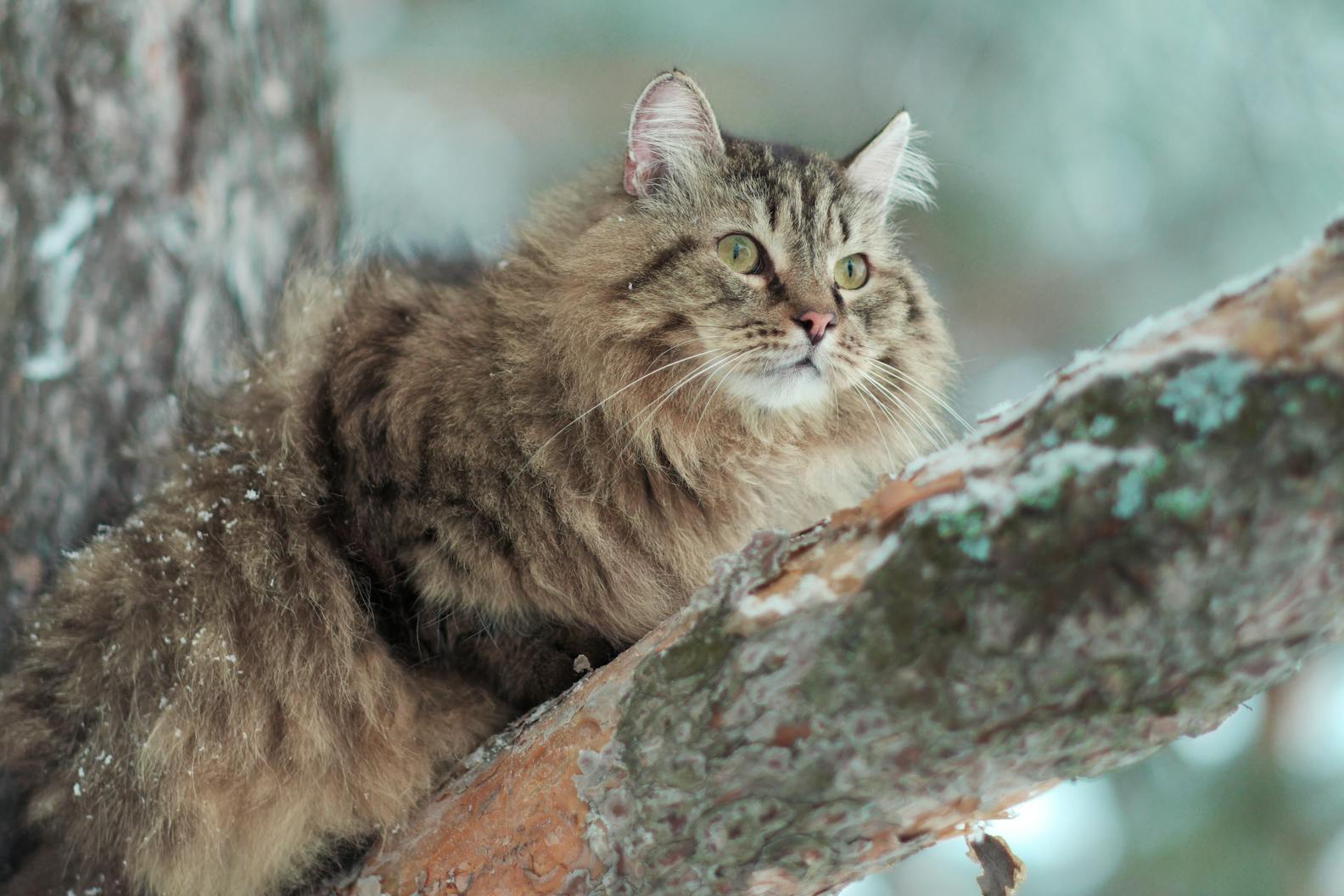 Turkey Cats Explained: Why So Many Roaming These Streets