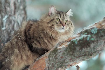 Understanding Cat Life Expectancy Chart for Feline Care