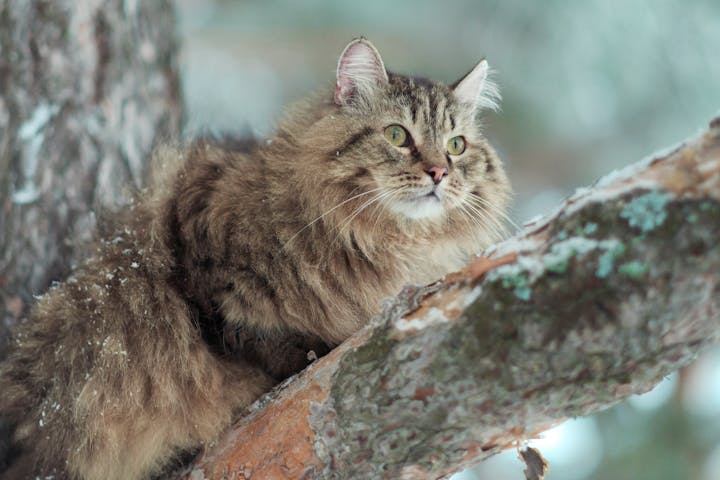 Understanding House Cat Life Expectancy: Factors & Lifespan