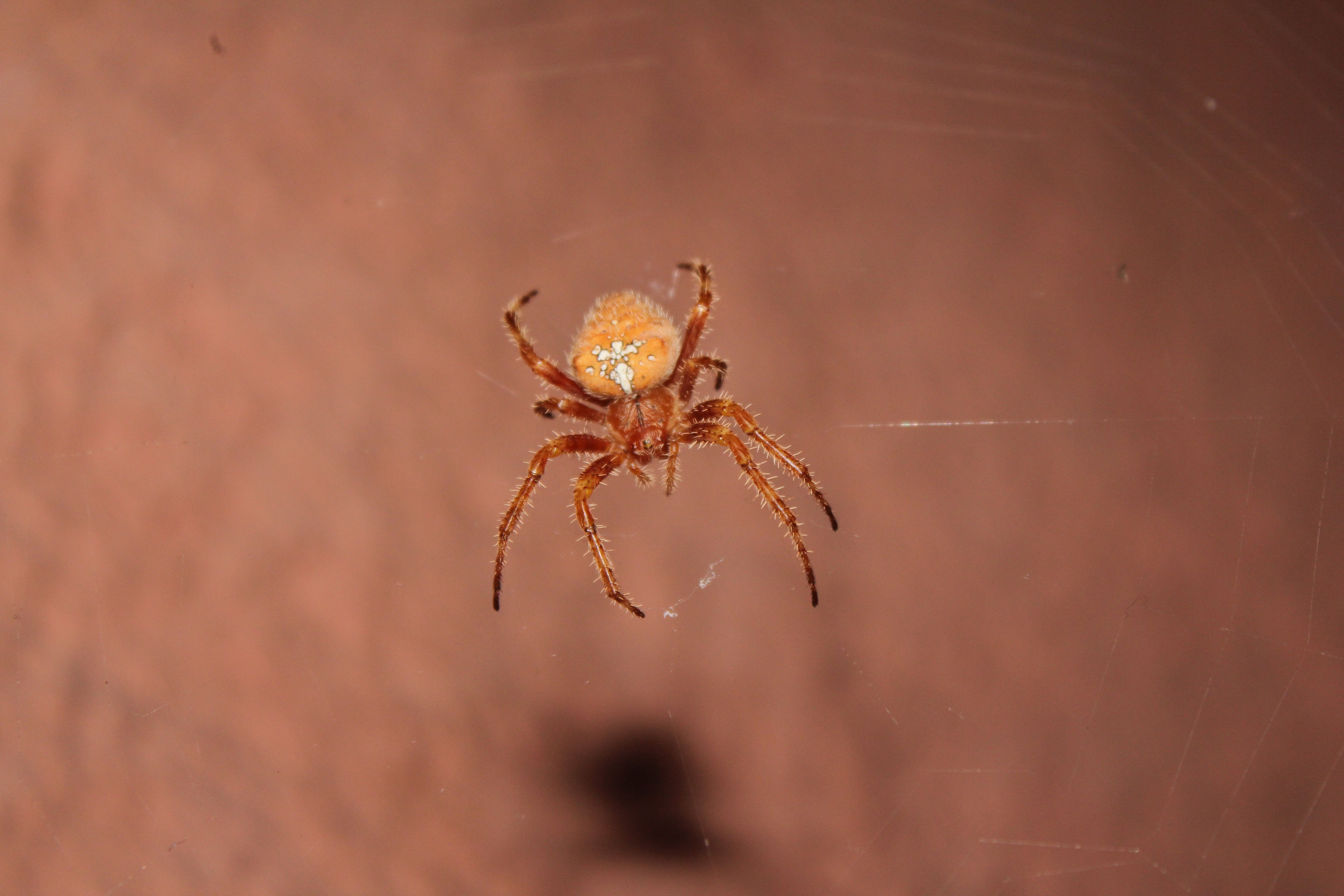 Eating Orange Barn Spider · Free Stock Photo