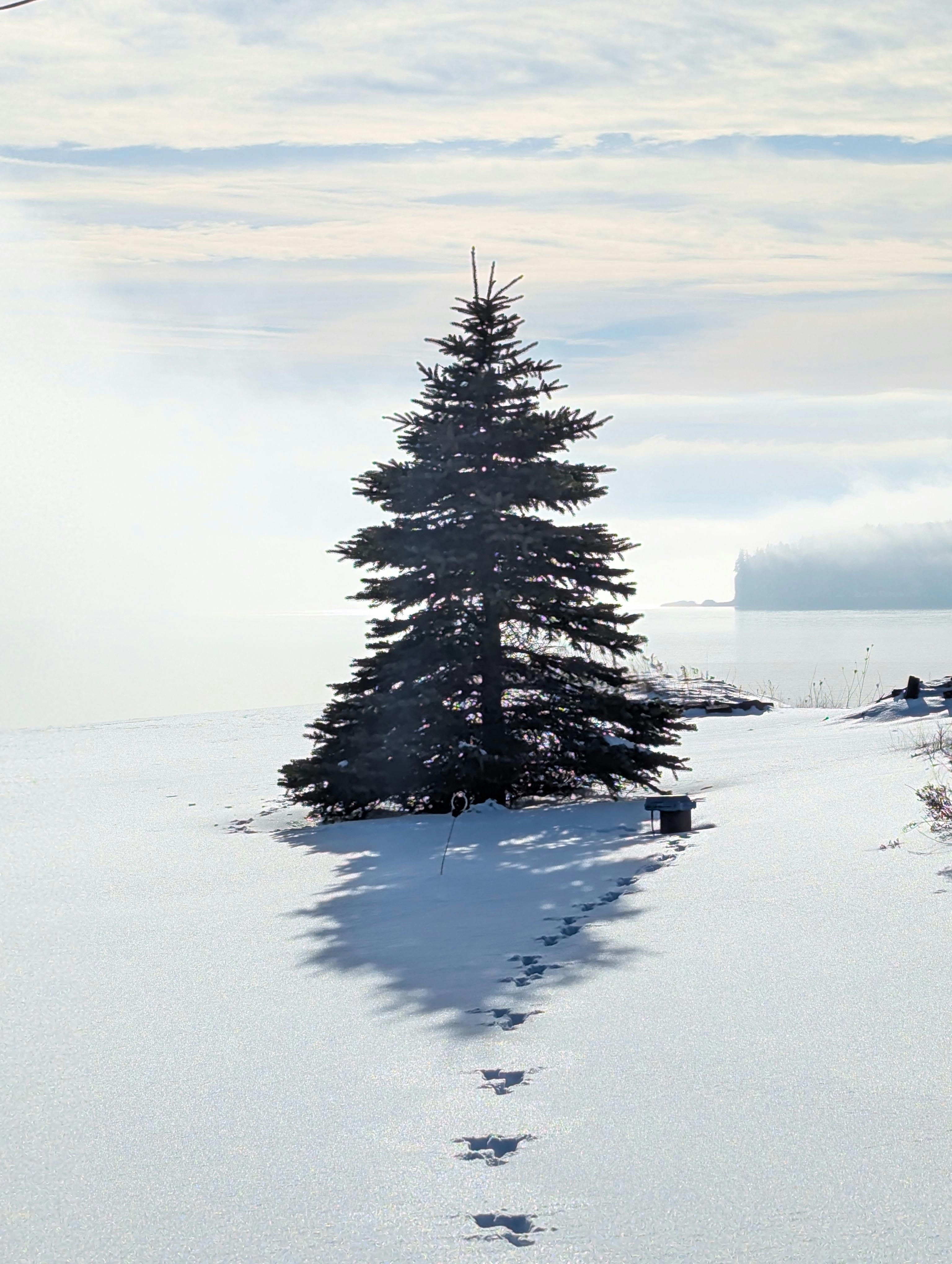 Nova Tree Photos, Download The BEST Free Nova Tree Stock Photos & HD Images