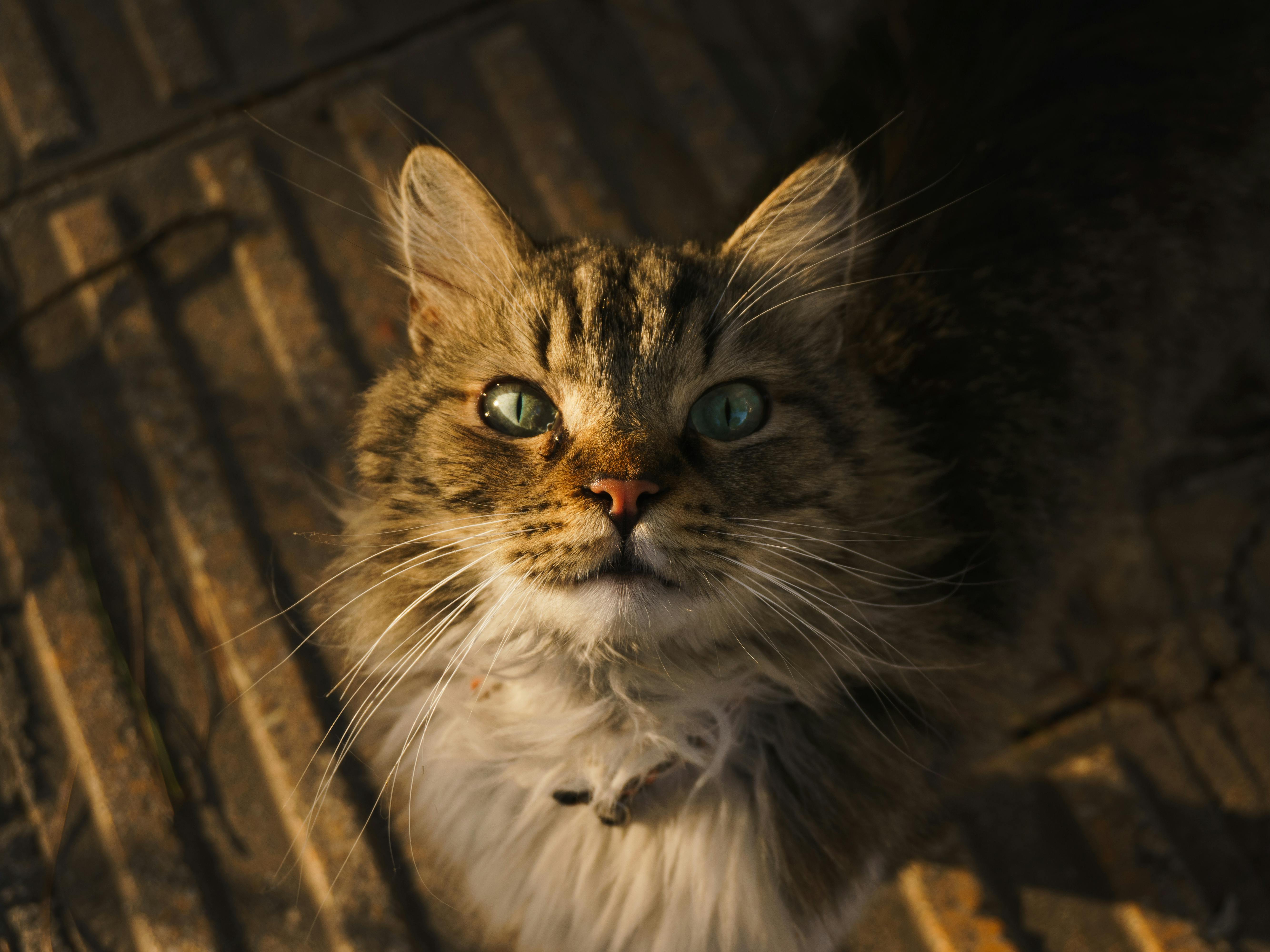 Stingray Face Photos, Download The BEST Free Stingray Face Stock Photos ...