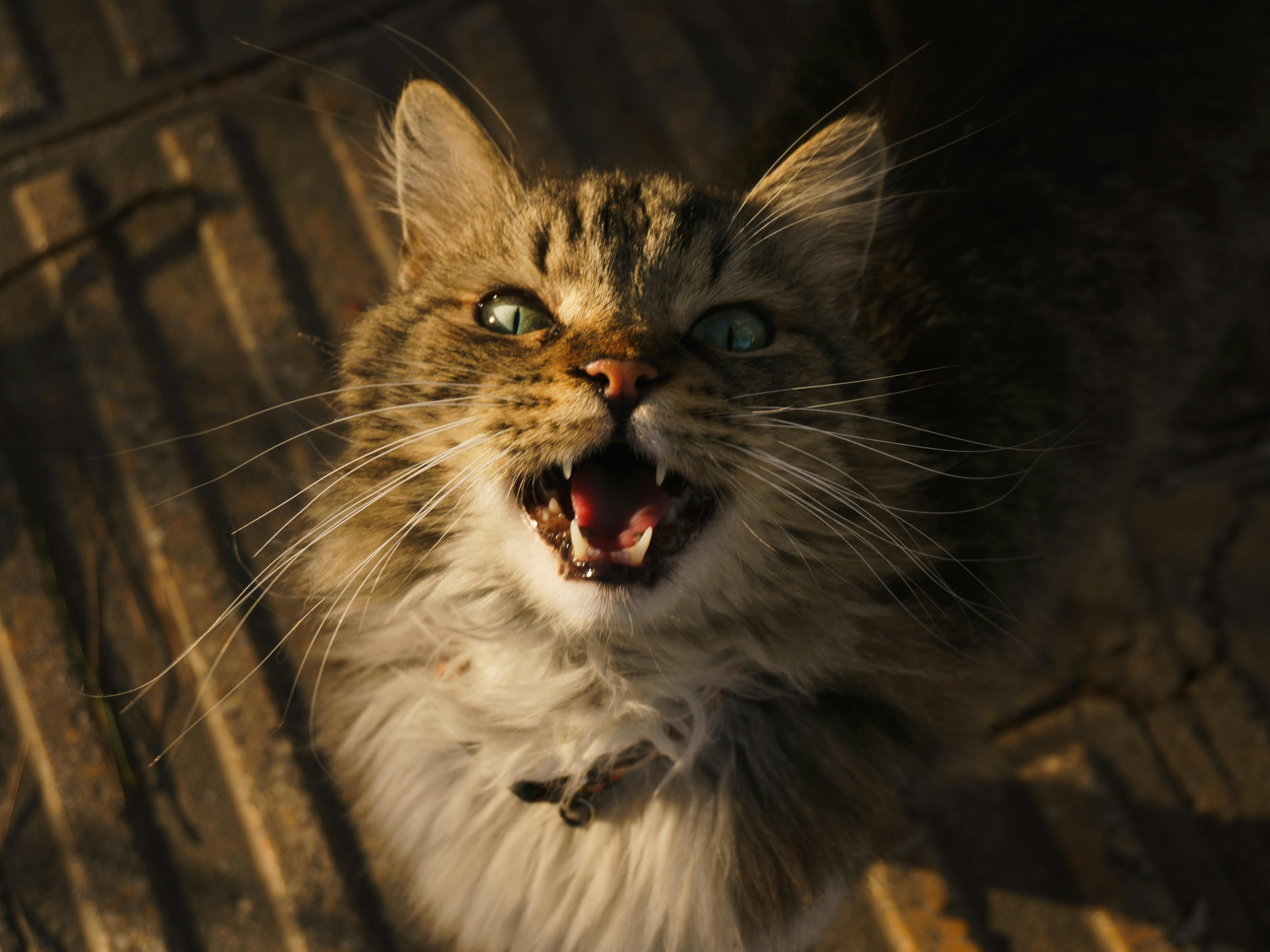 Close-up of a Fluffy Maine Coon Cat Meowing · Free Stock Photo