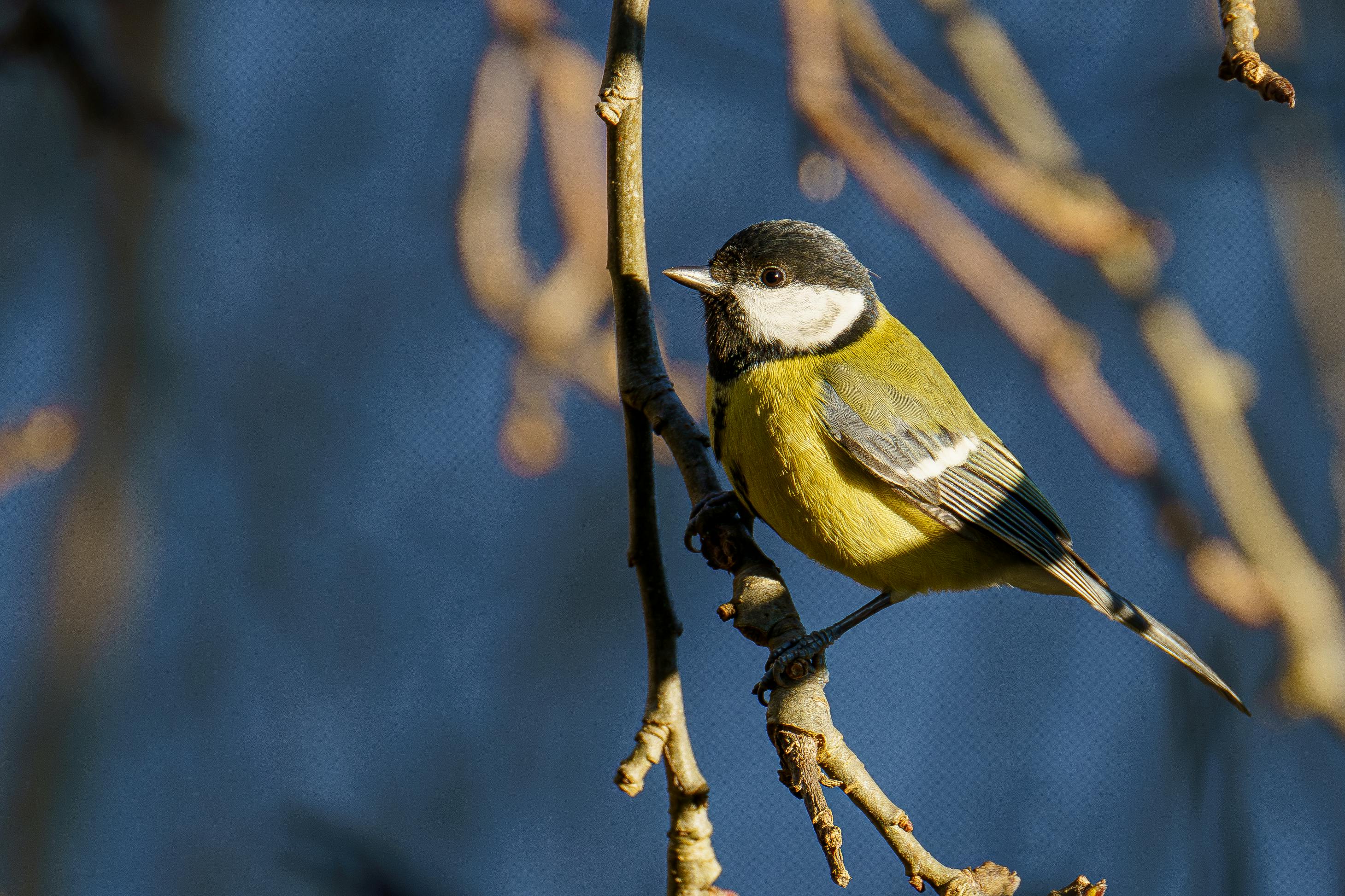 Great Tit Photos Download The BEST Free Great Tit Stock Photos HD Images