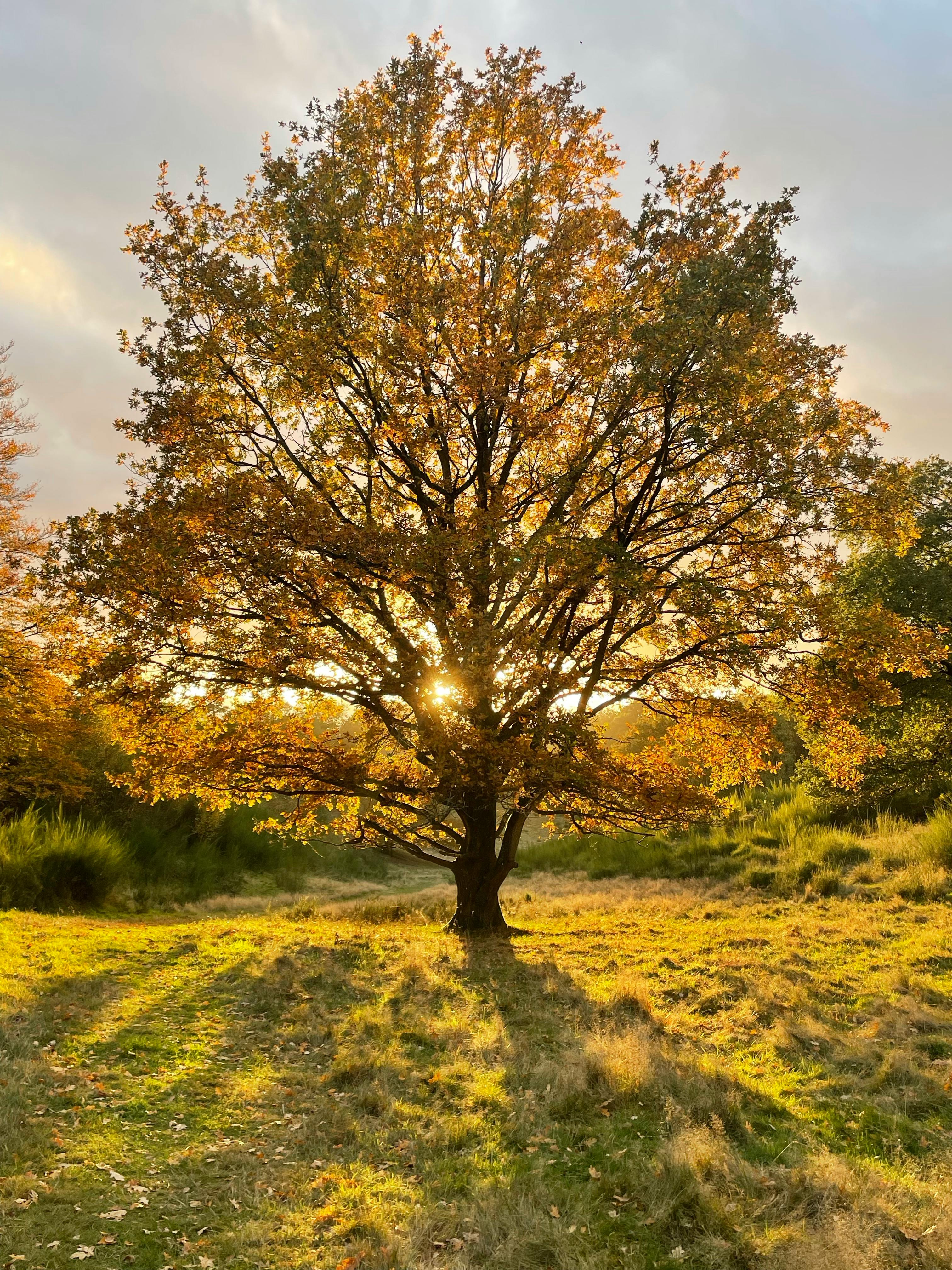 Golden Autumn Tree with Sunlight in Park · Free Stock Photo