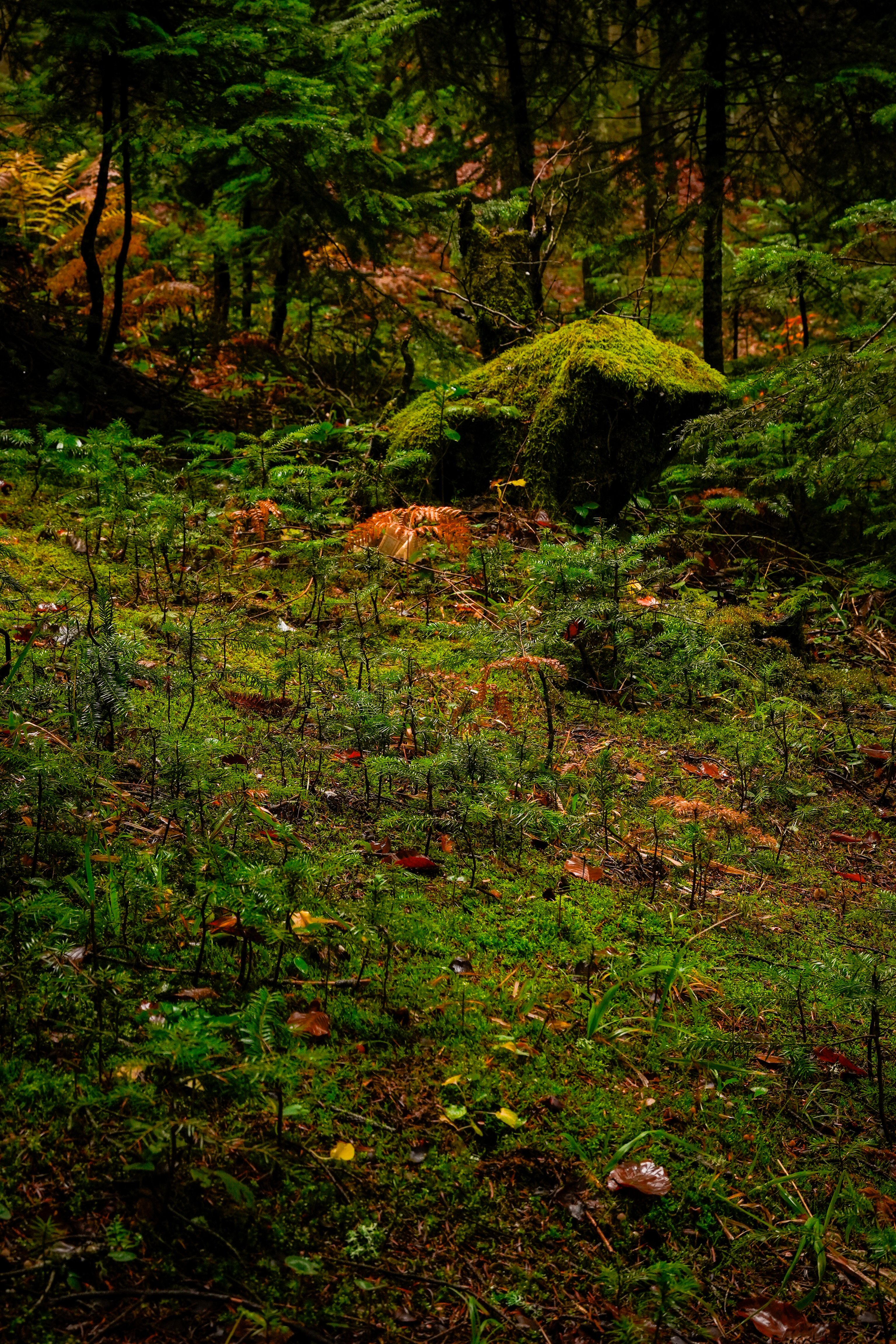 Greenery Ferns Forrest Moss Photos, Download The BEST Free Greenery ...