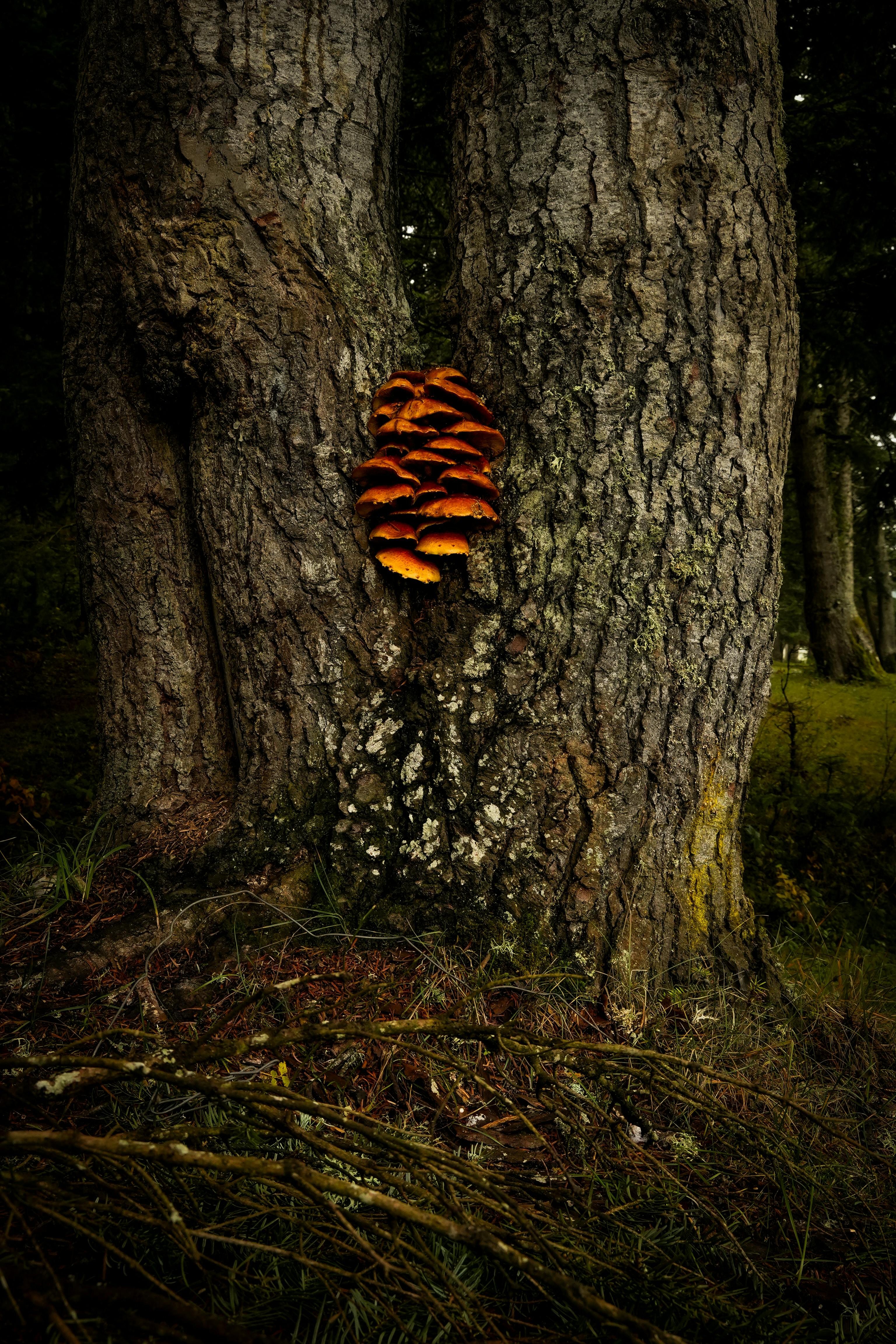 Bosque Misterioso Con Hongos De Color Naranja Vibrante · Foto de stock ...