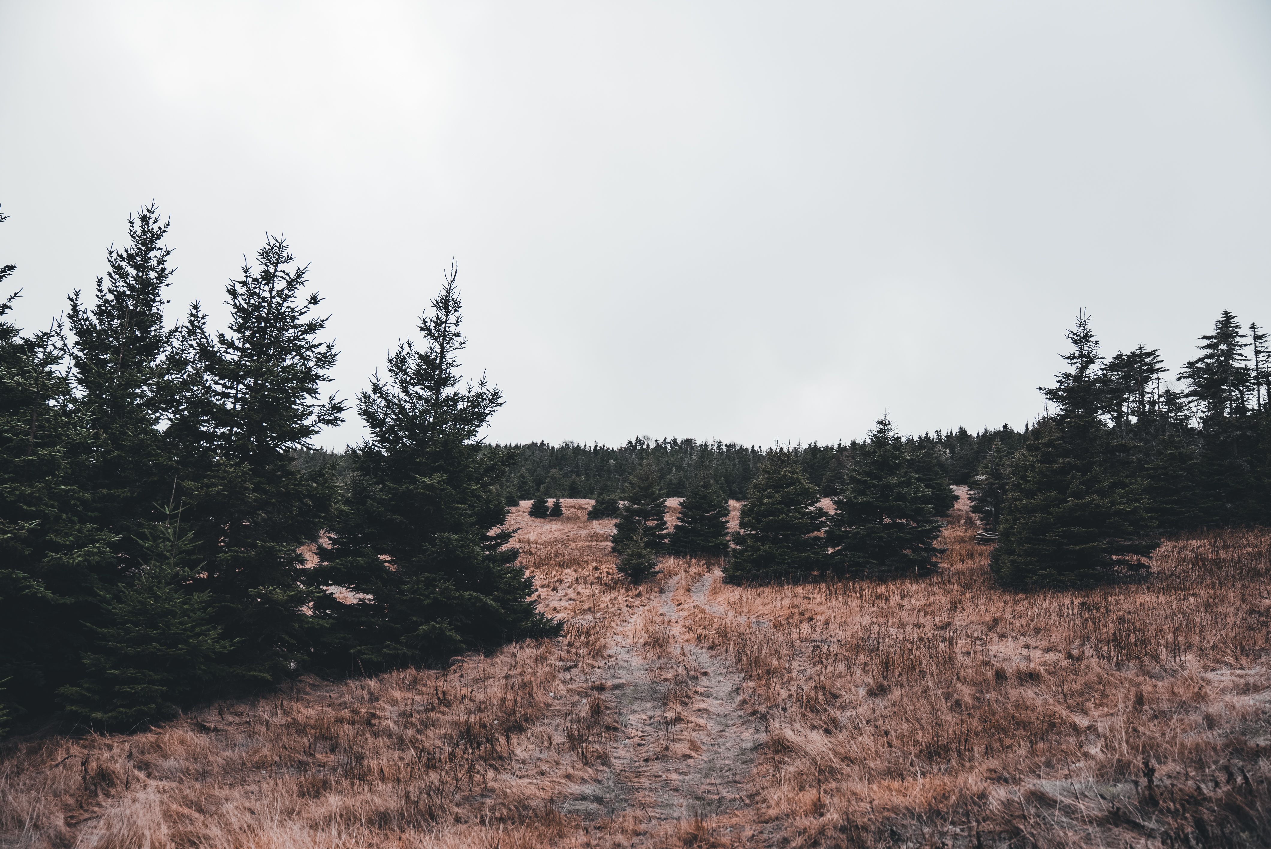 Serene Pine Tree Meadow in Overcast Weather · Free Stock Photo